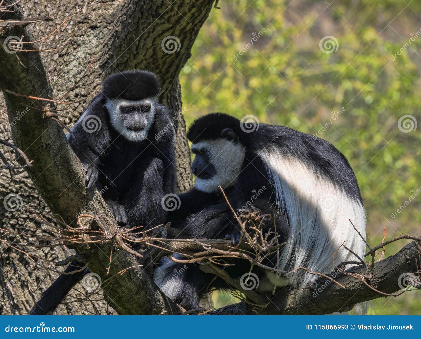Mantled Guereza, Colobus Guereza, on the Tree Stock Image - Image of ...
