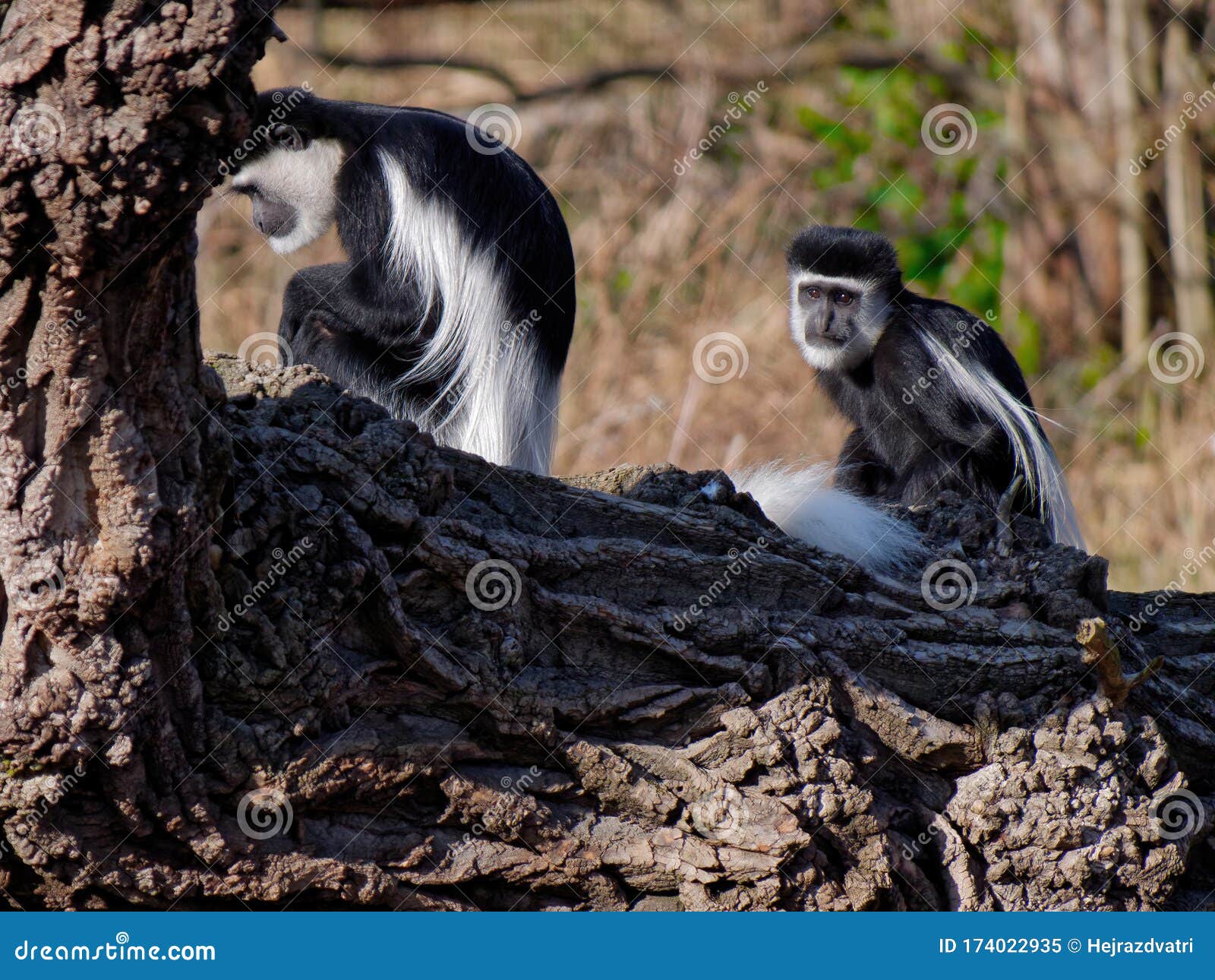 The Mantled Guereza, Colobus Guereza, is a Type of Old World Monkey ...