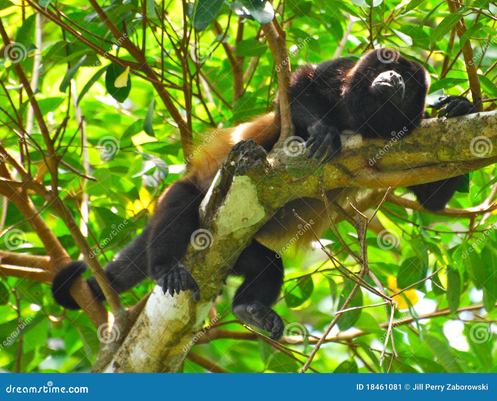 Mantled Howler Monkey stock image. Image of nose, mammal - 18461081