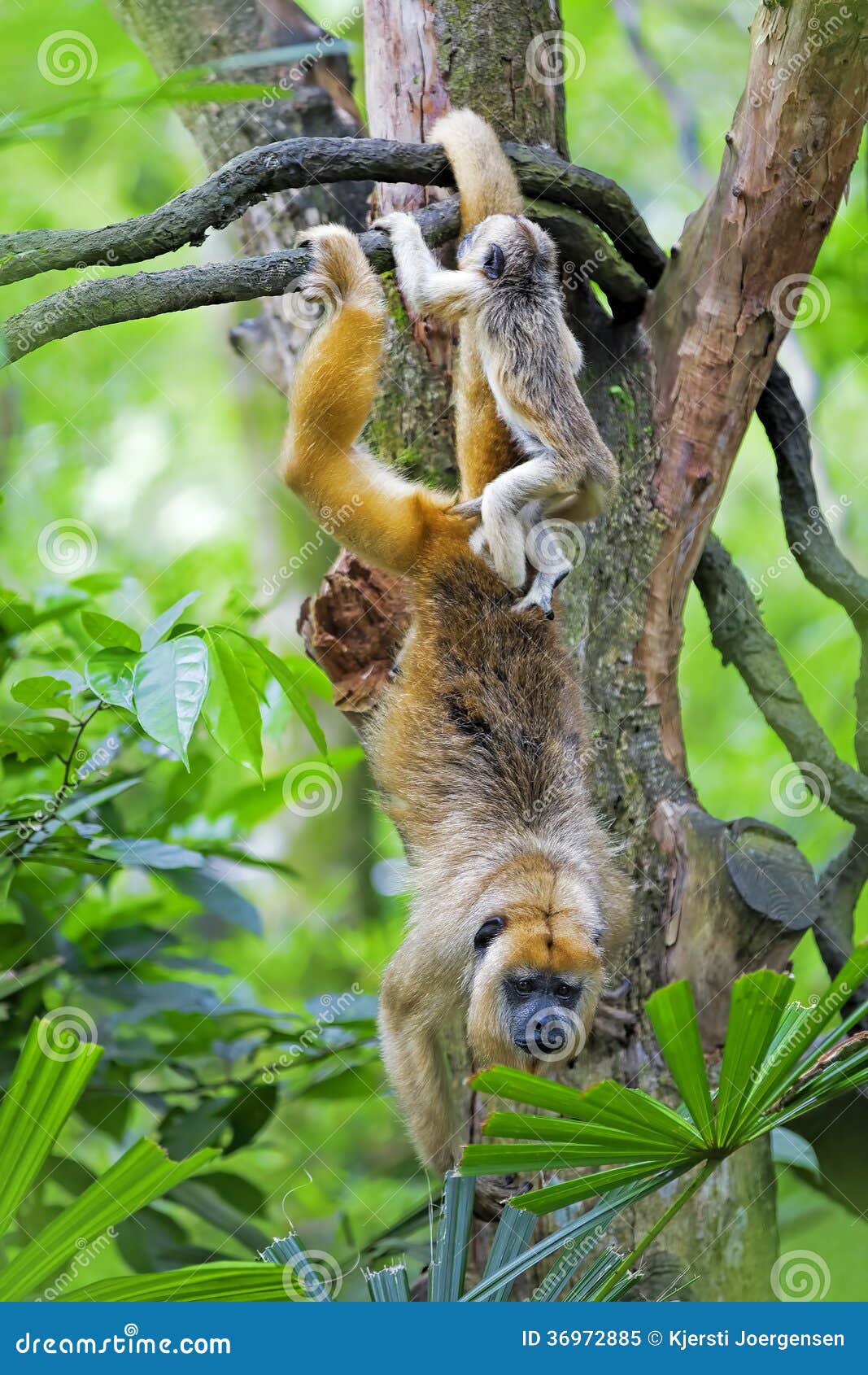 Mantled Howler Monkey Alouatta Palliata In The Nature Habitat. Black ...