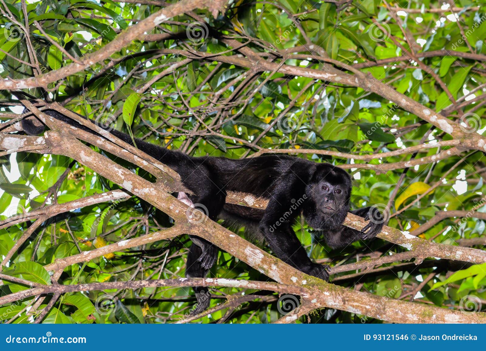 Mantled Howler Monkey stock photo. Image of cute, daytime - 93121546