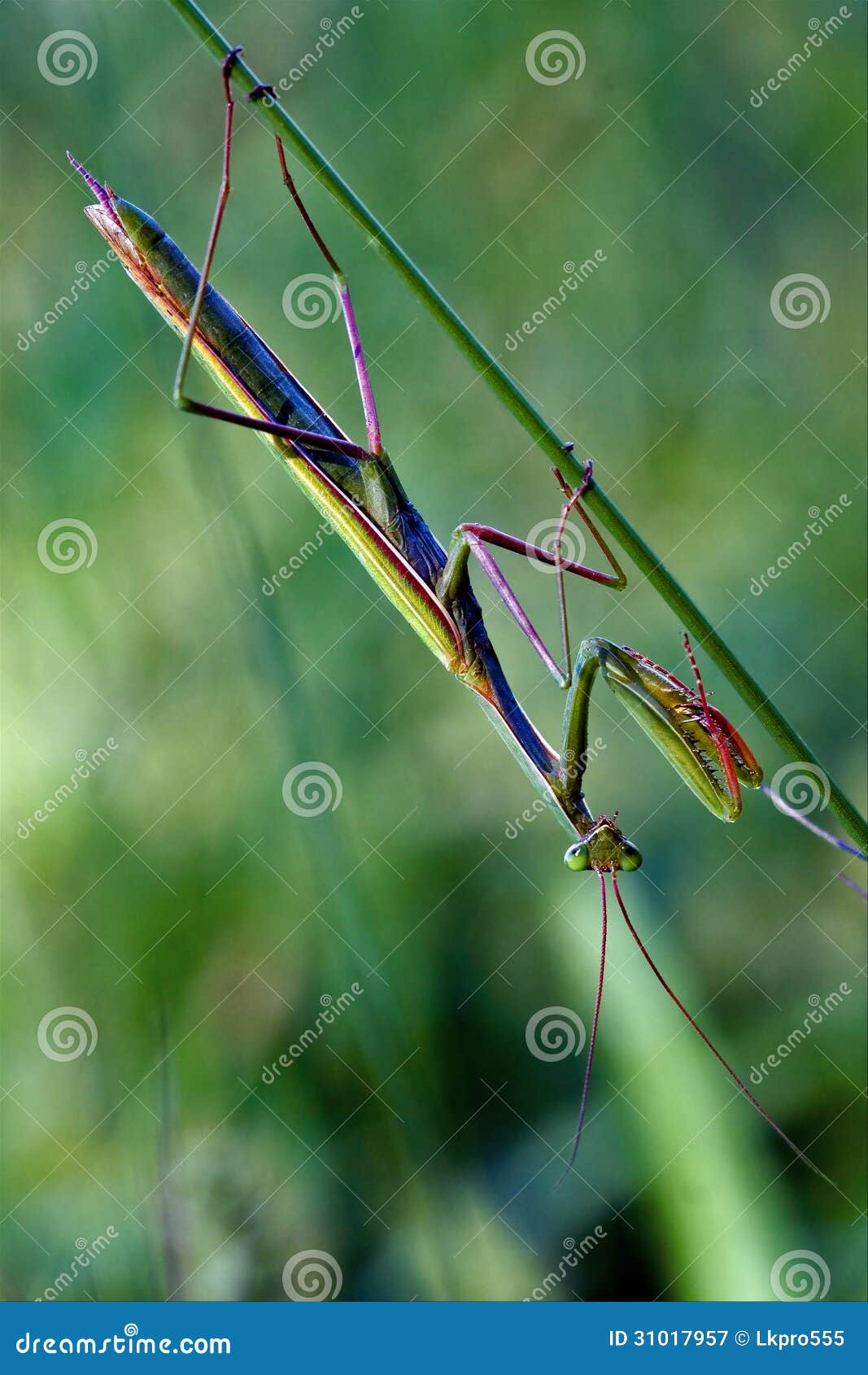 Mantodea close up stock image. Image of curved, head - 31017957