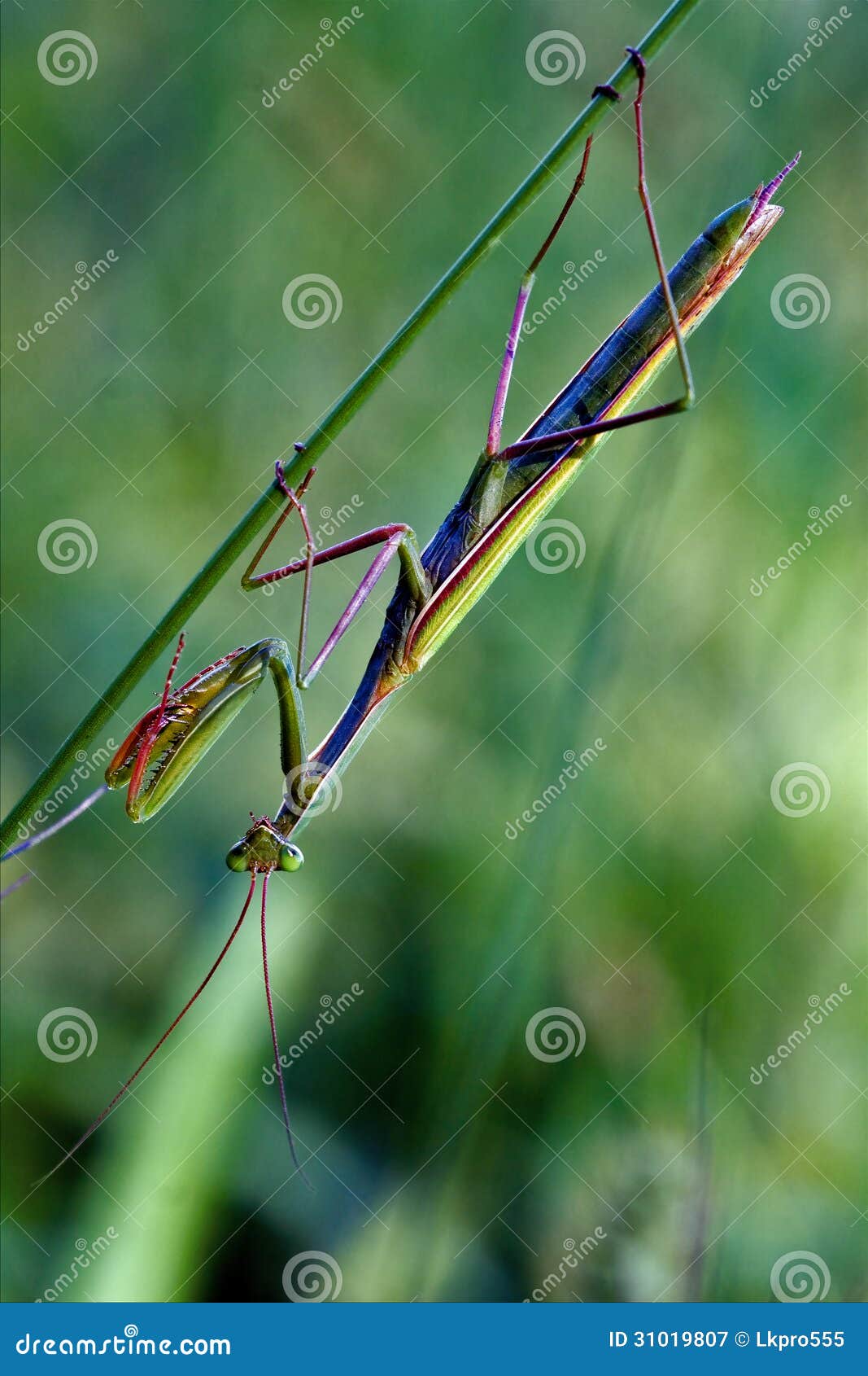 Mantodea close stock image. Image of color, leaf, plant - 31019807