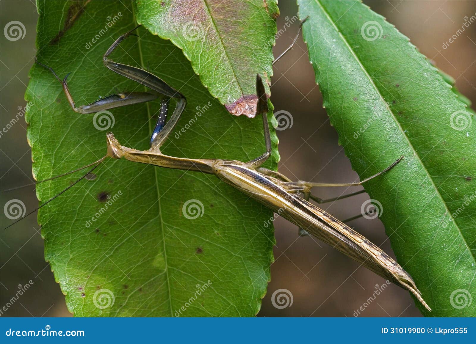 Mantodea en arbusto foto de archivo. Imagen de planta - 31019900