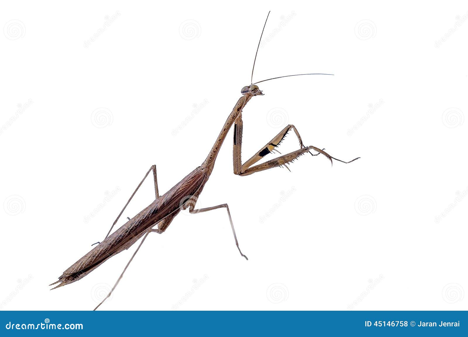 Mantodea stock photo. Image of green, macro, praying - 45146758