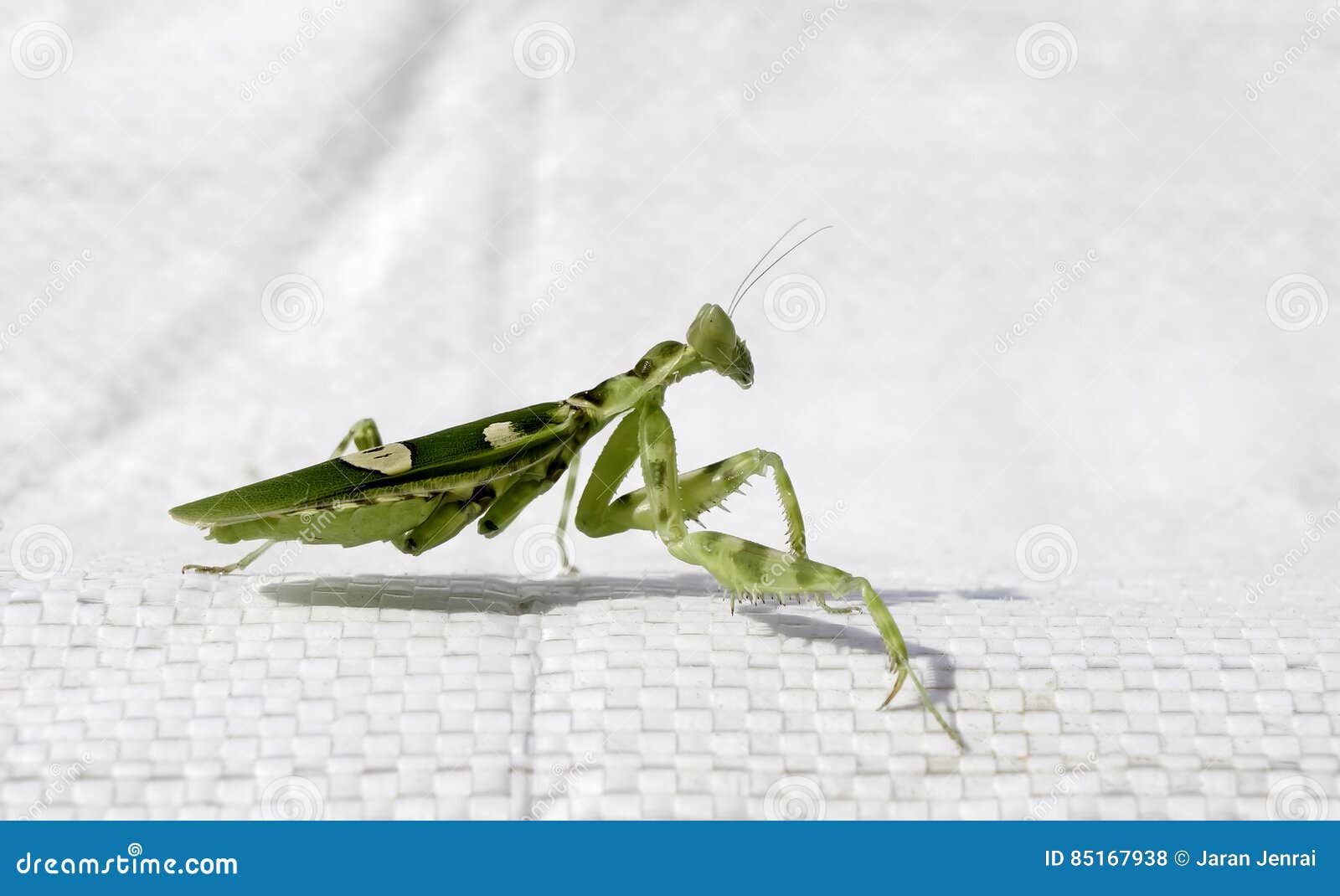 Mantodea stock photo. Image of beautiful, larvae, larva - 85167938