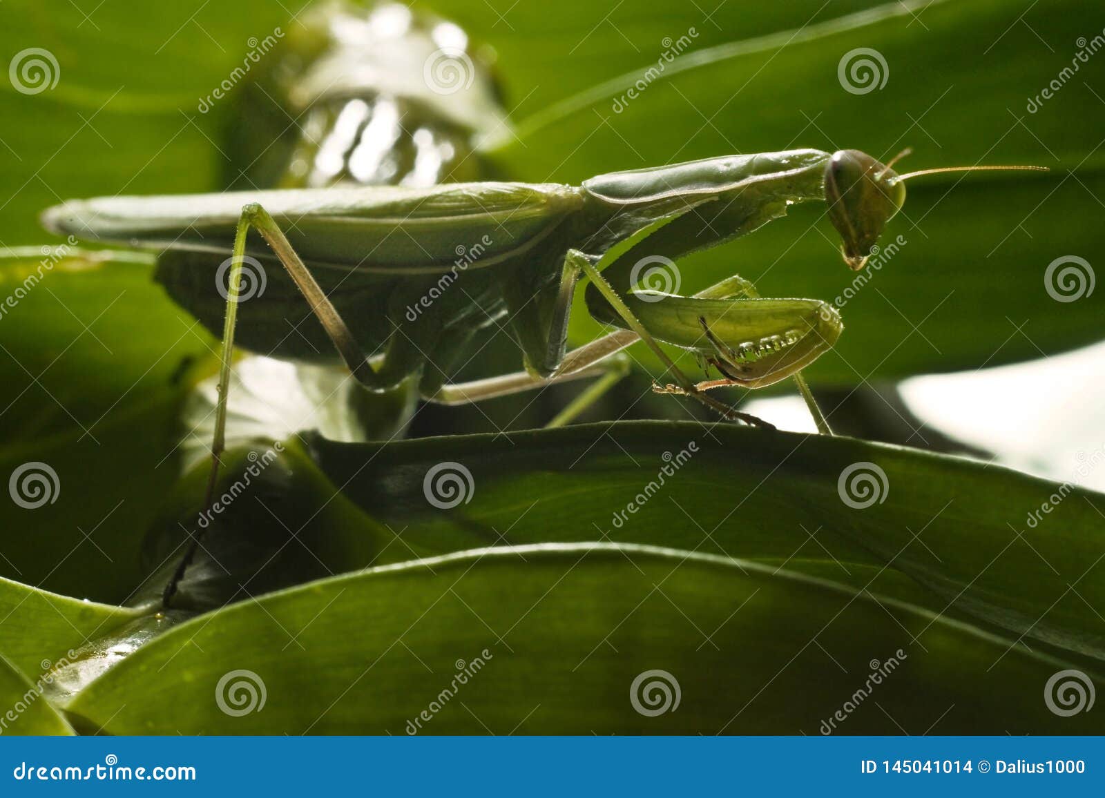 Mantodea, Mantis Green Insect are Siting on Leaf Stock Photo - Image of ...