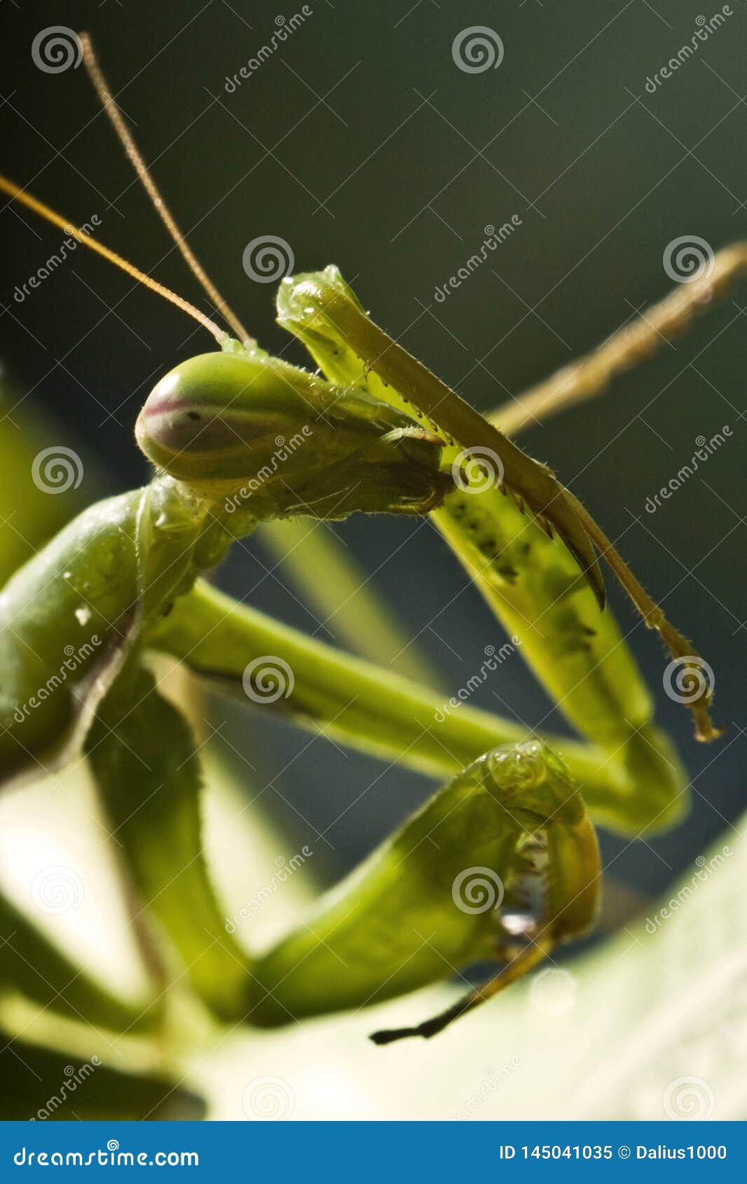 Mantodea, Mantis Green Insect are Siting on Leaf Stock Image - Image of ...