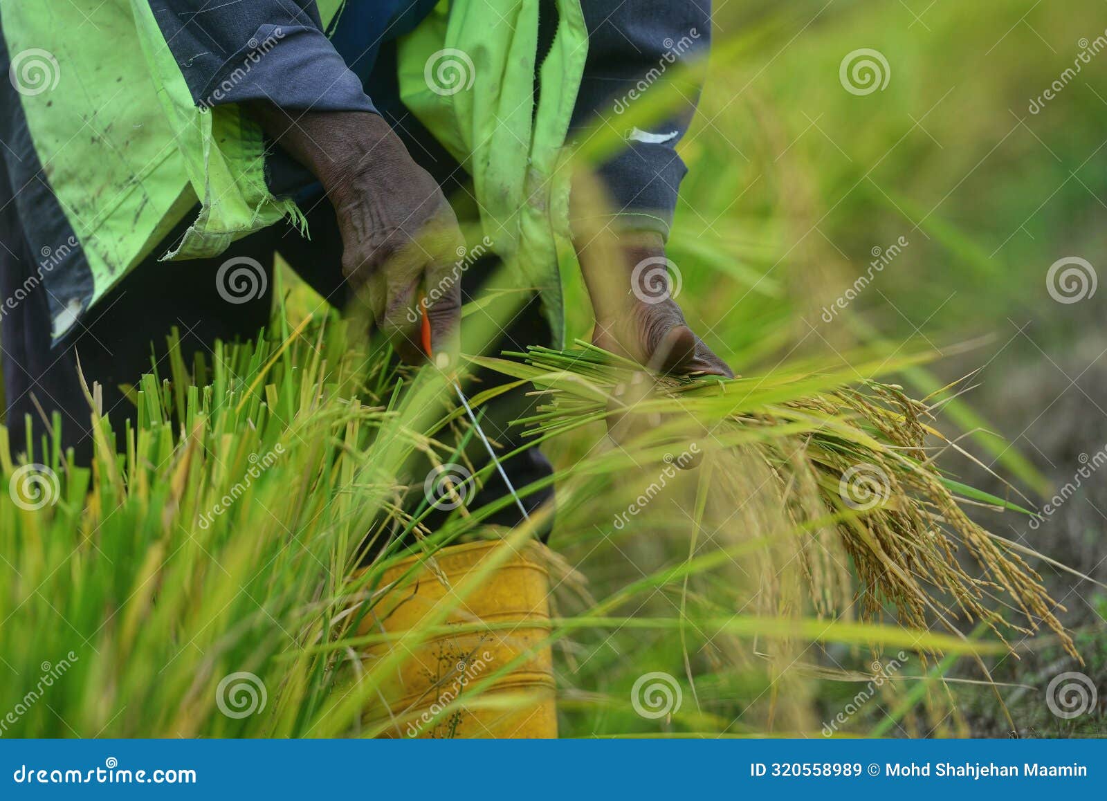 Objects and outdoors stock image. Image of farmer, gather - 320558989