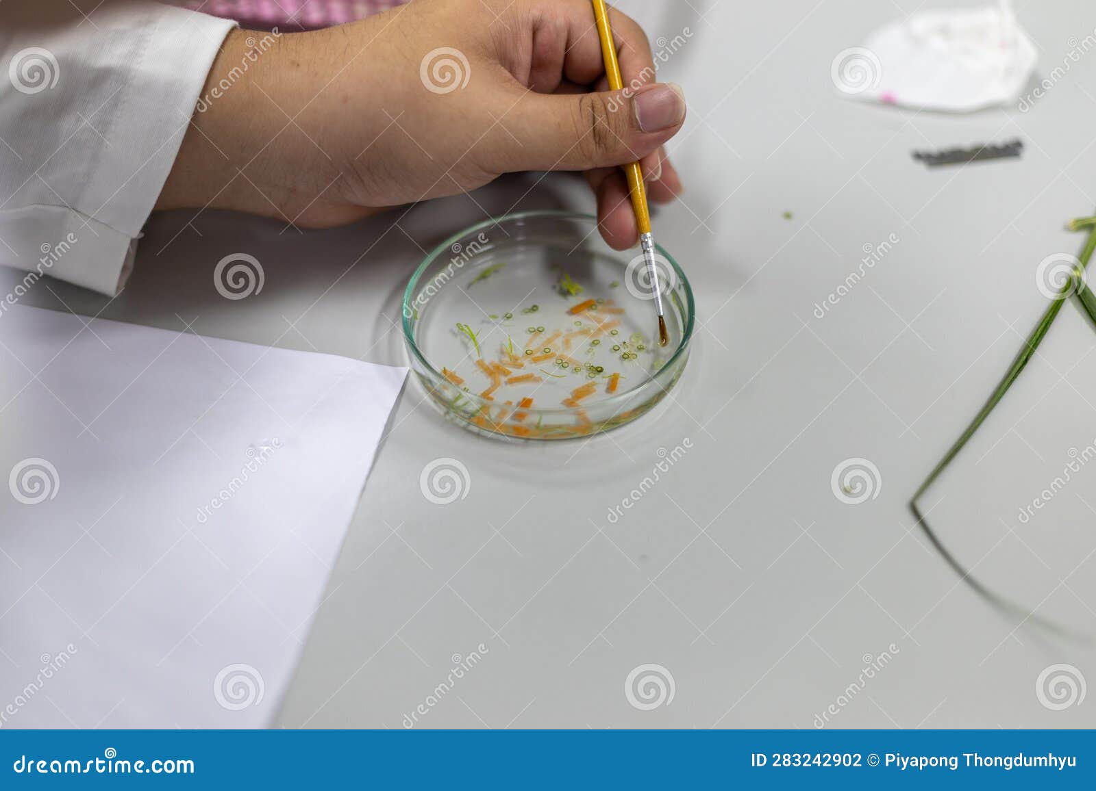 Manual Dissection of Plant Tissue Samples for Study. Stock Photo ...