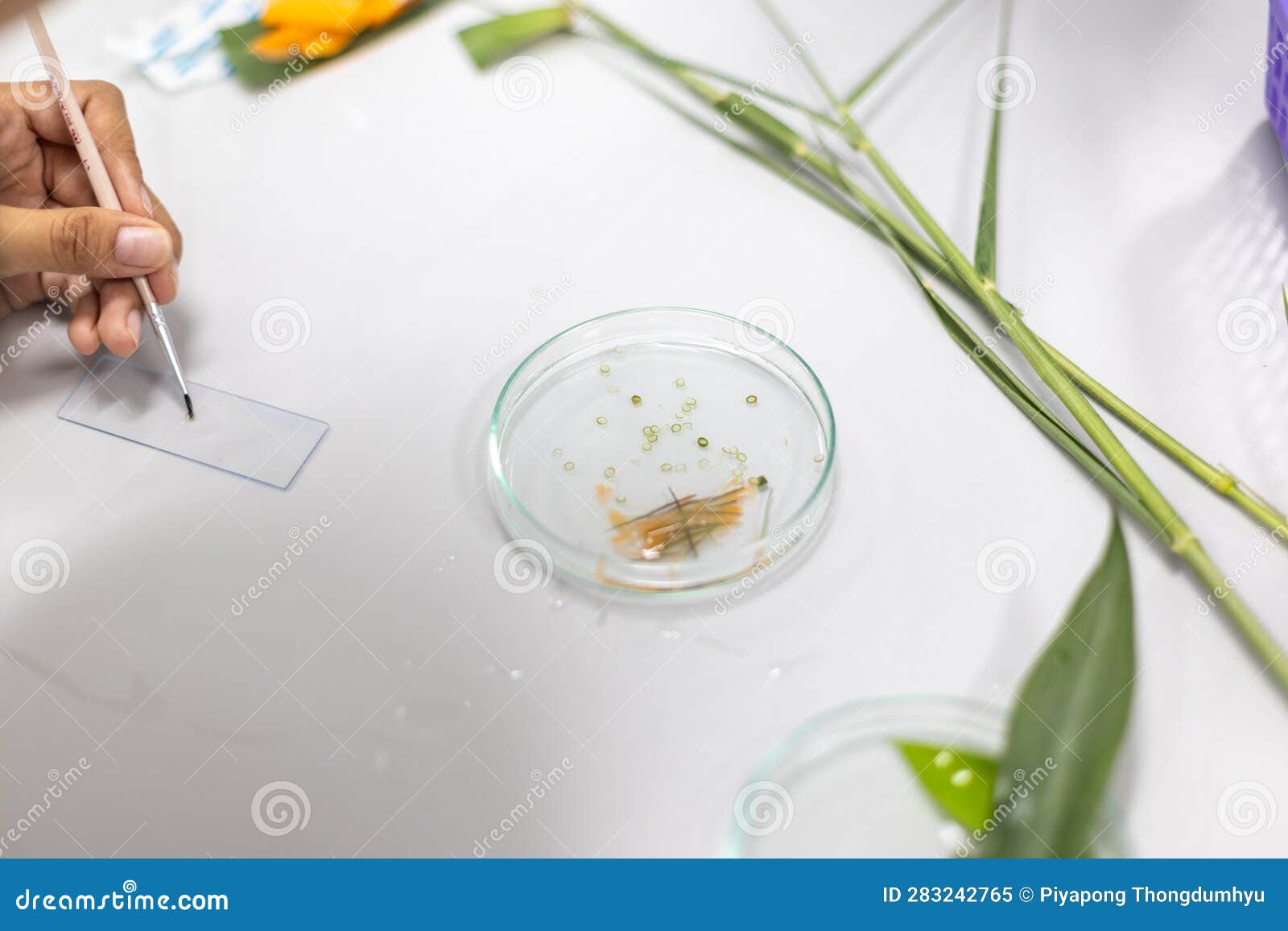 Manual Dissection of Plant Tissue Samples for Study. Stock Image ...