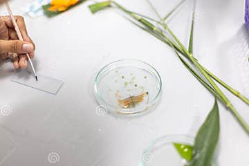 Manual Dissection of Plant Tissue Samples for Study. Stock Image ...