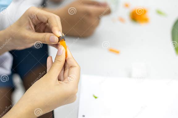 Manual Dissection of Plant Tissue Samples for Study. Stock Photo ...