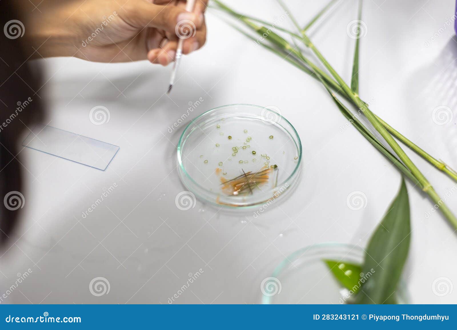 Manual Dissection of Plant Tissue Samples for Study. Stock Image ...