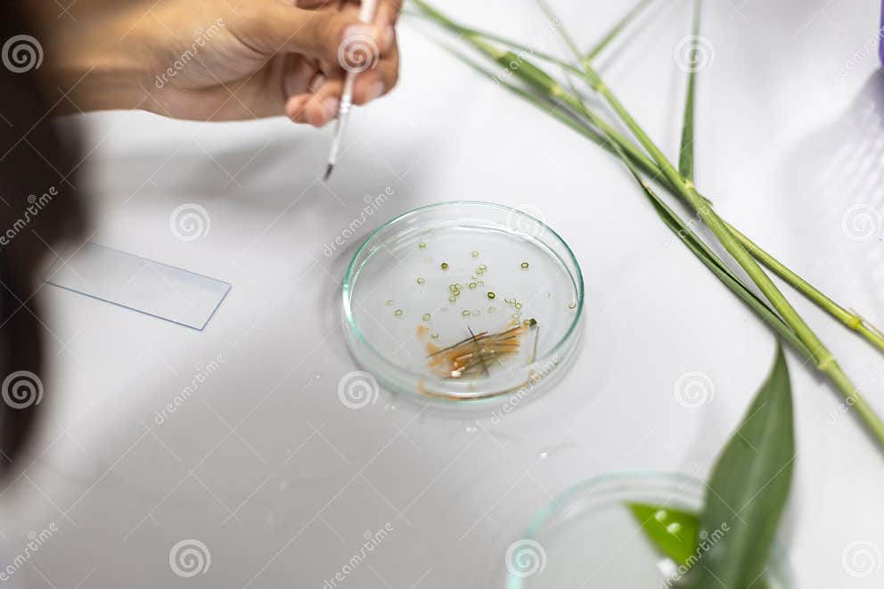 Manual Dissection of Plant Tissue Samples for Study. Stock Image ...