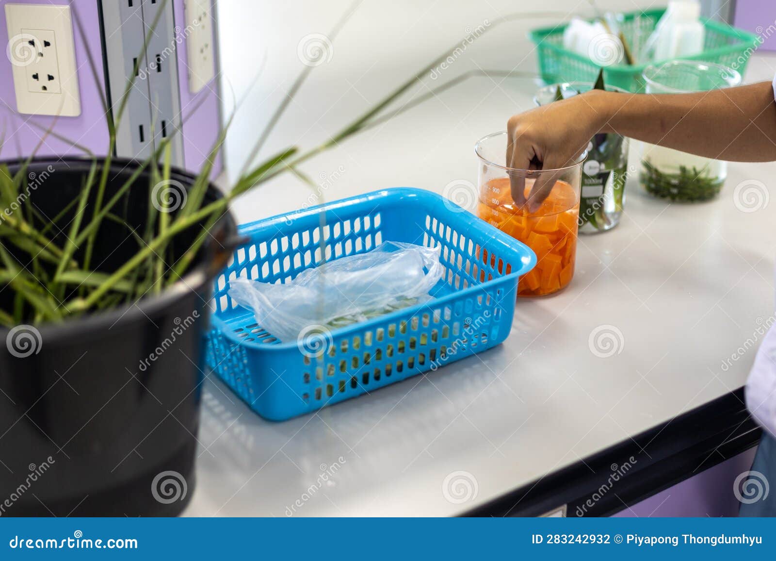 Manual Dissection of Plant Tissue Samples for Study. Stock Photo ...