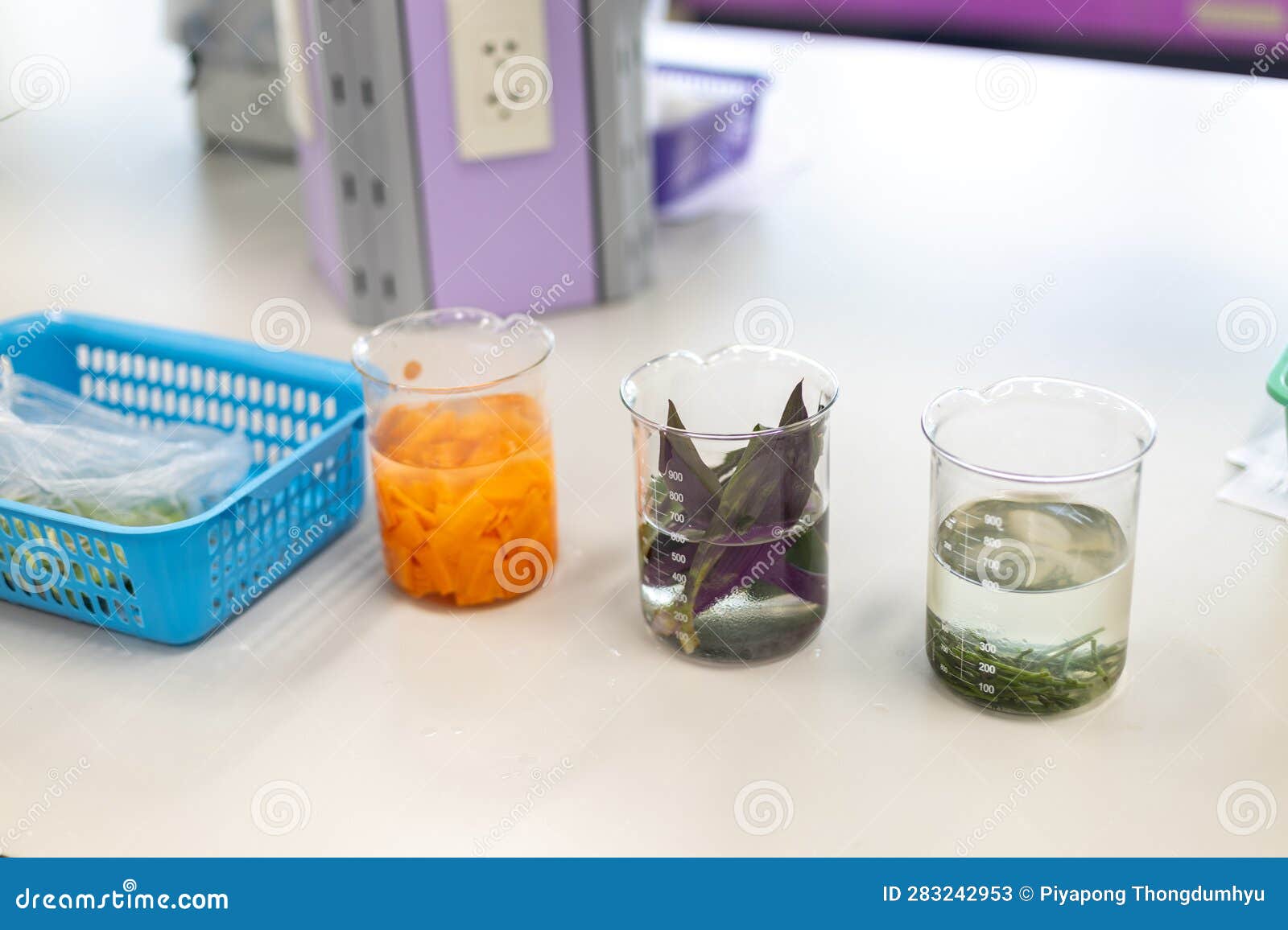 Manual Dissection of Plant Tissue Samples for Study. Stock Image ...