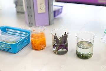 Manual Dissection of Plant Tissue Samples for Study. Stock Image ...