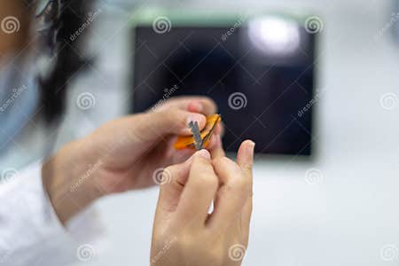 Manual Dissection of Plant Tissue Samples for Study. Stock Photo ...