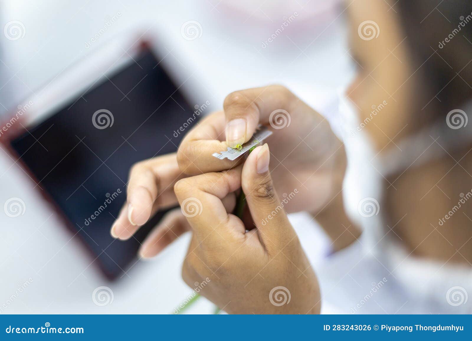 Manual Dissection of Plant Tissue Samples for Study. Stock Photo ...