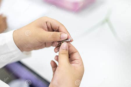 Manual Dissection of Plant Tissue Samples for Study. Stock Image ...
