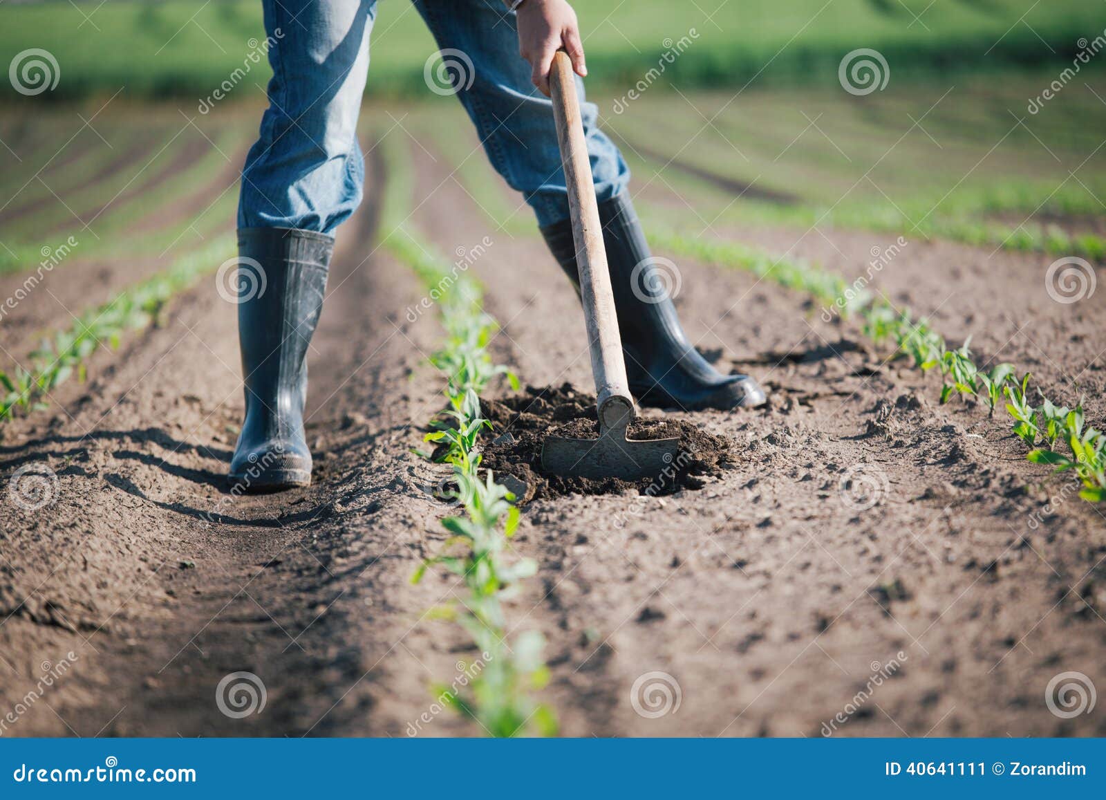 Manual Labor in Agriculture Stock Image - Image of farmer, field: 40641111