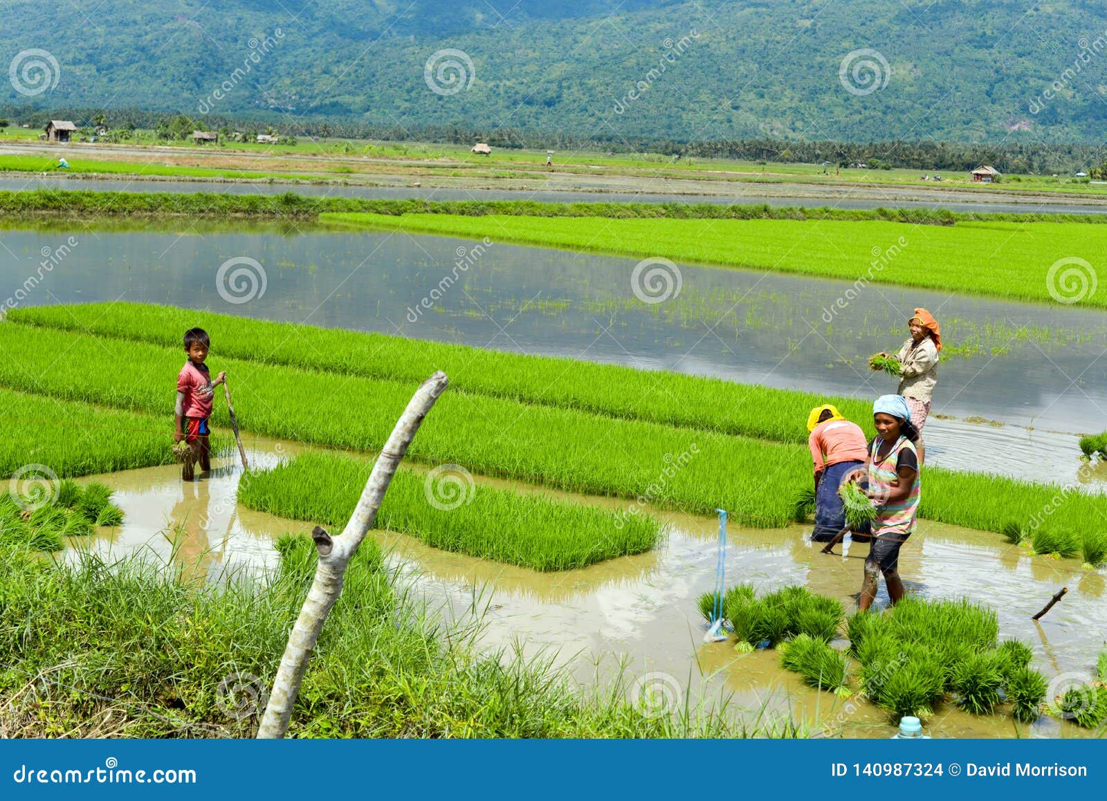 Manual Labour in the Philippine Rice Fields Editorial Stock Image ...