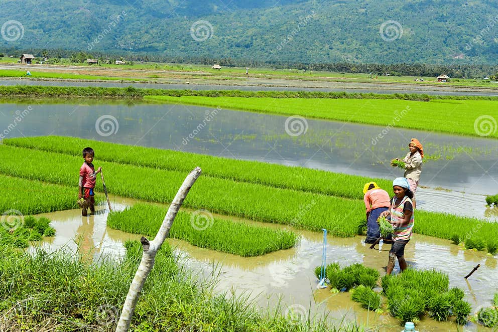 Manual Labour in the Philippine Rice Fields Editorial Stock Image ...