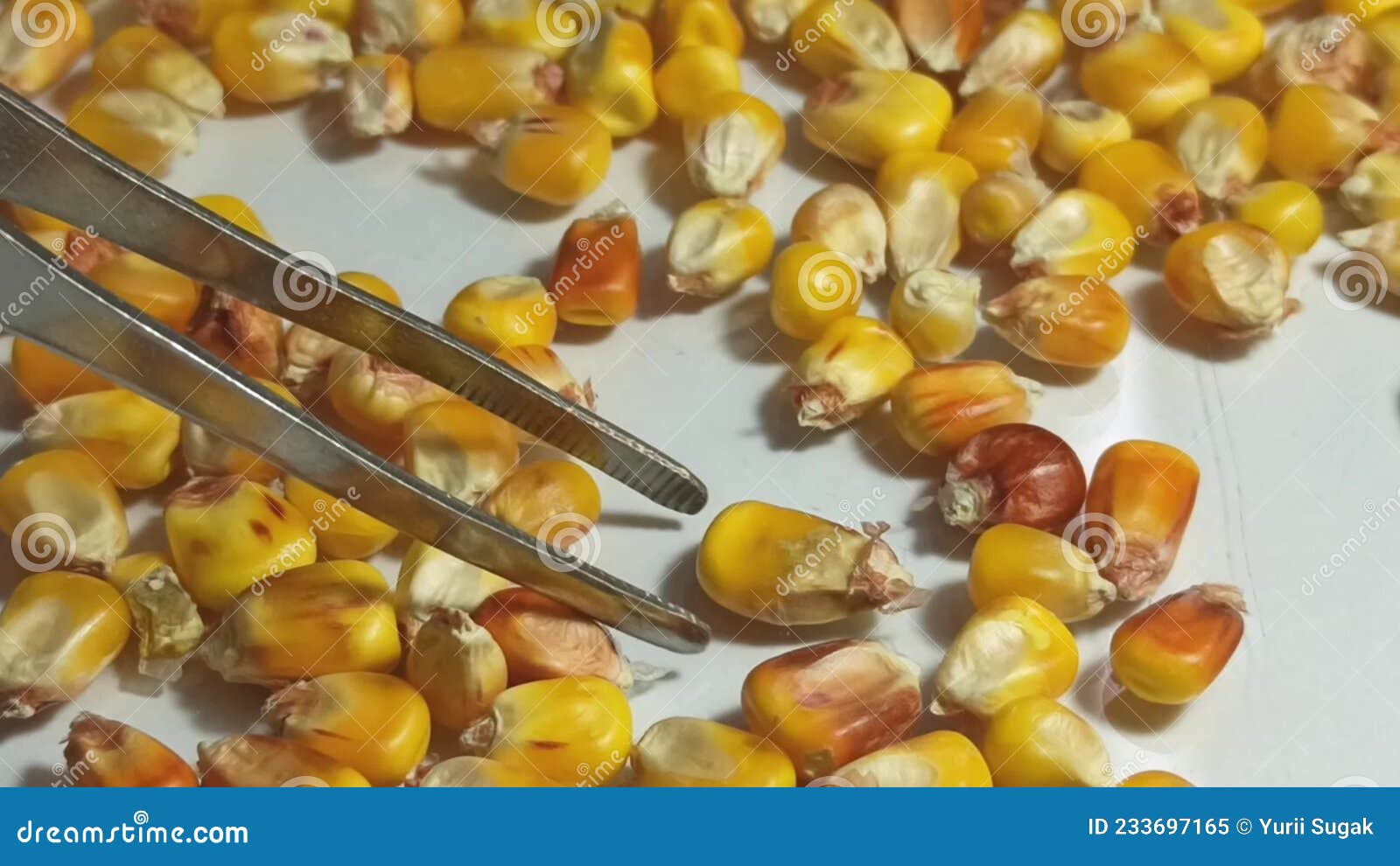 Manual Quality Control of Corn Grain in the Laboratory of an Elevator ...