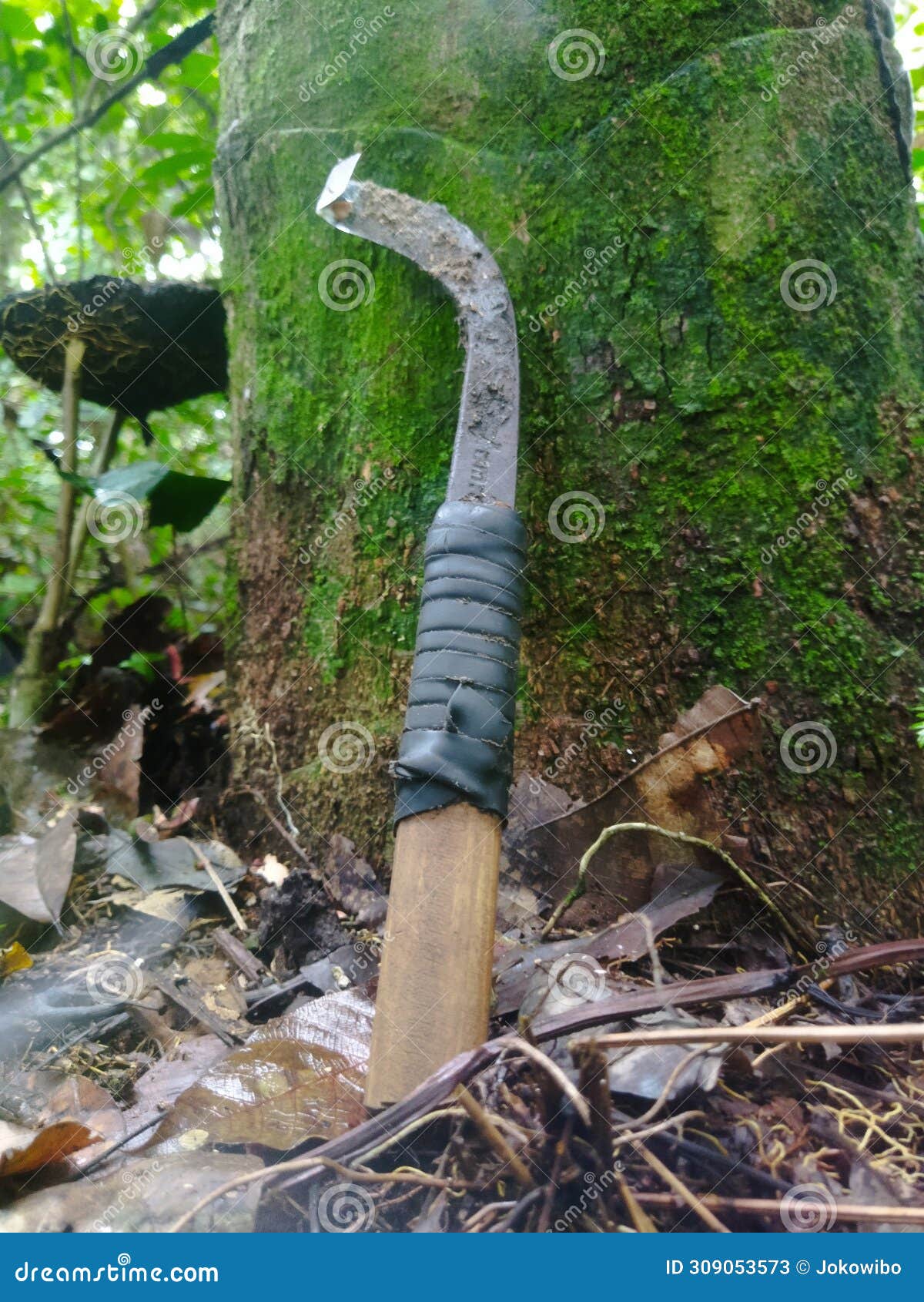 Manual Rubber Tree Tapping Knife Stock Image - Image of manual, tapping ...