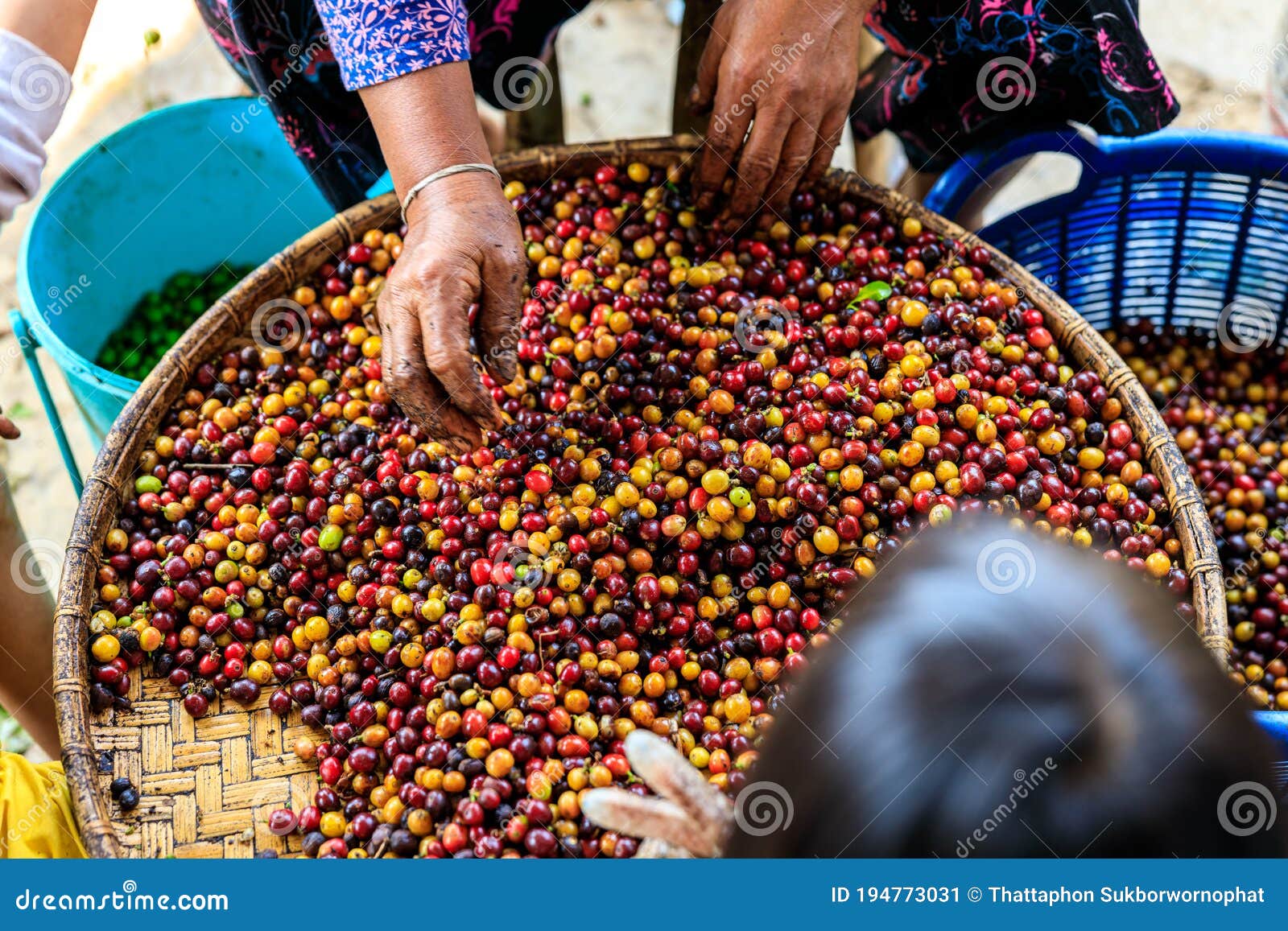 Manual Screening Process Coffee Beans by Hand Stock Image - Image of ...