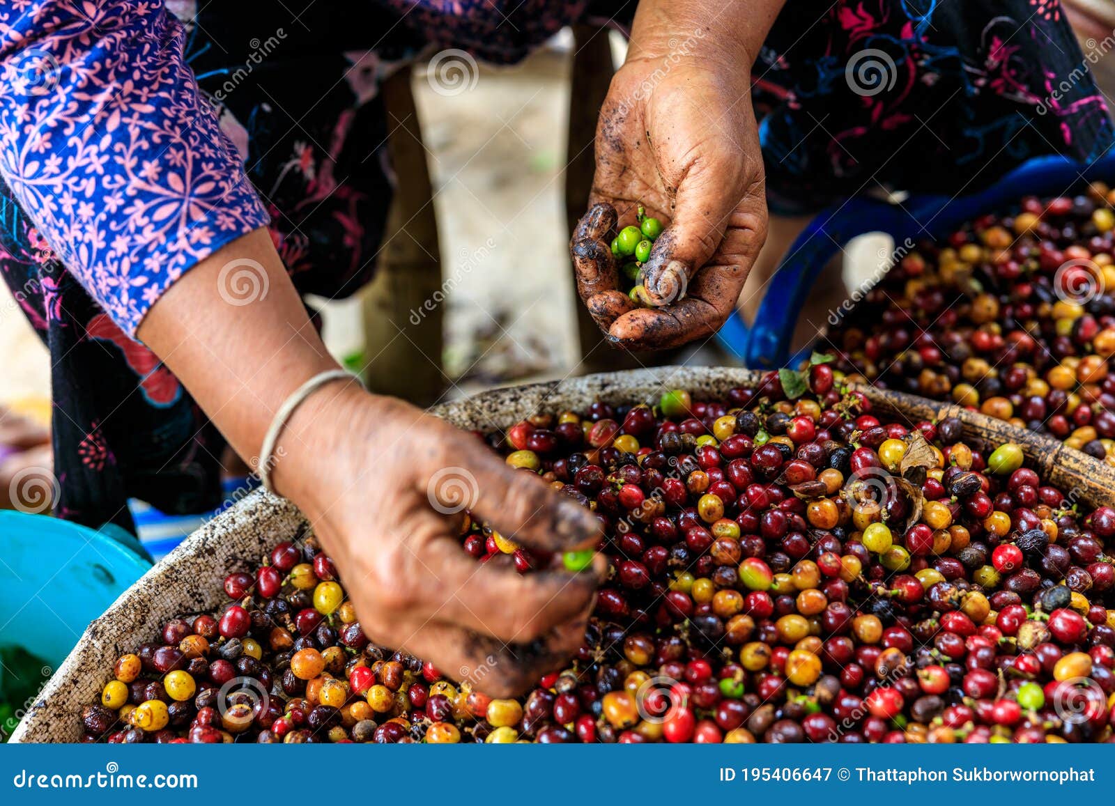Manual Screening Process Coffee Beans by Hand Stock Image - Image of ...