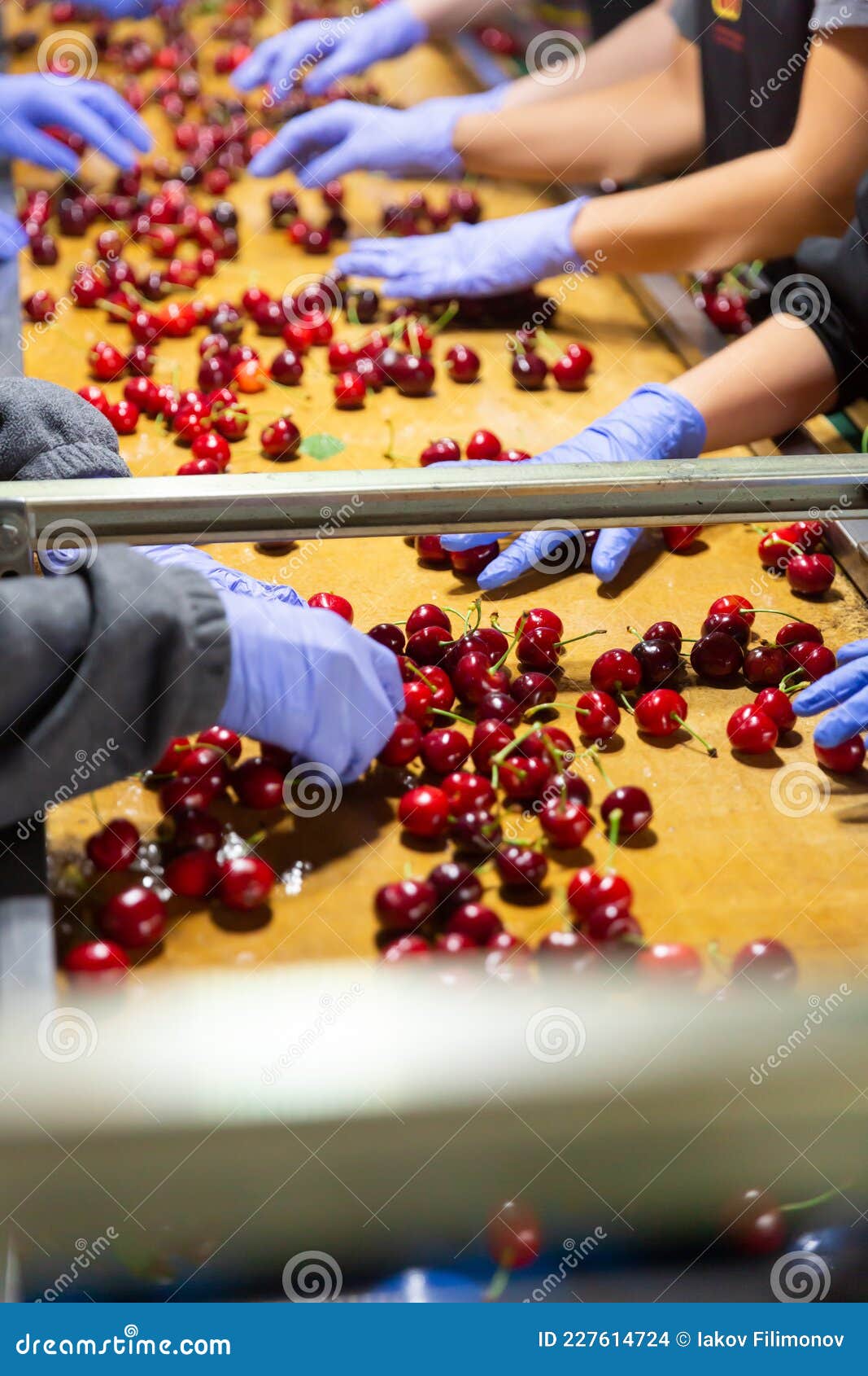 Manual Sorting of Cherries on Conveyor Belt Stock Photo - Image of ...