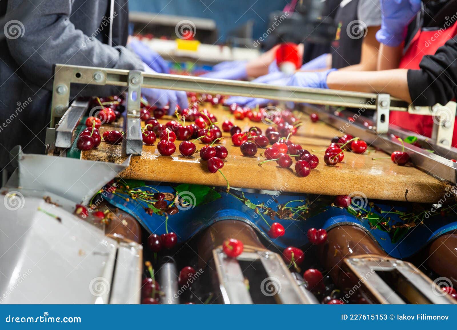 Manual Sorting of Cherries on Conveyor Belt Stock Image - Image of ...
