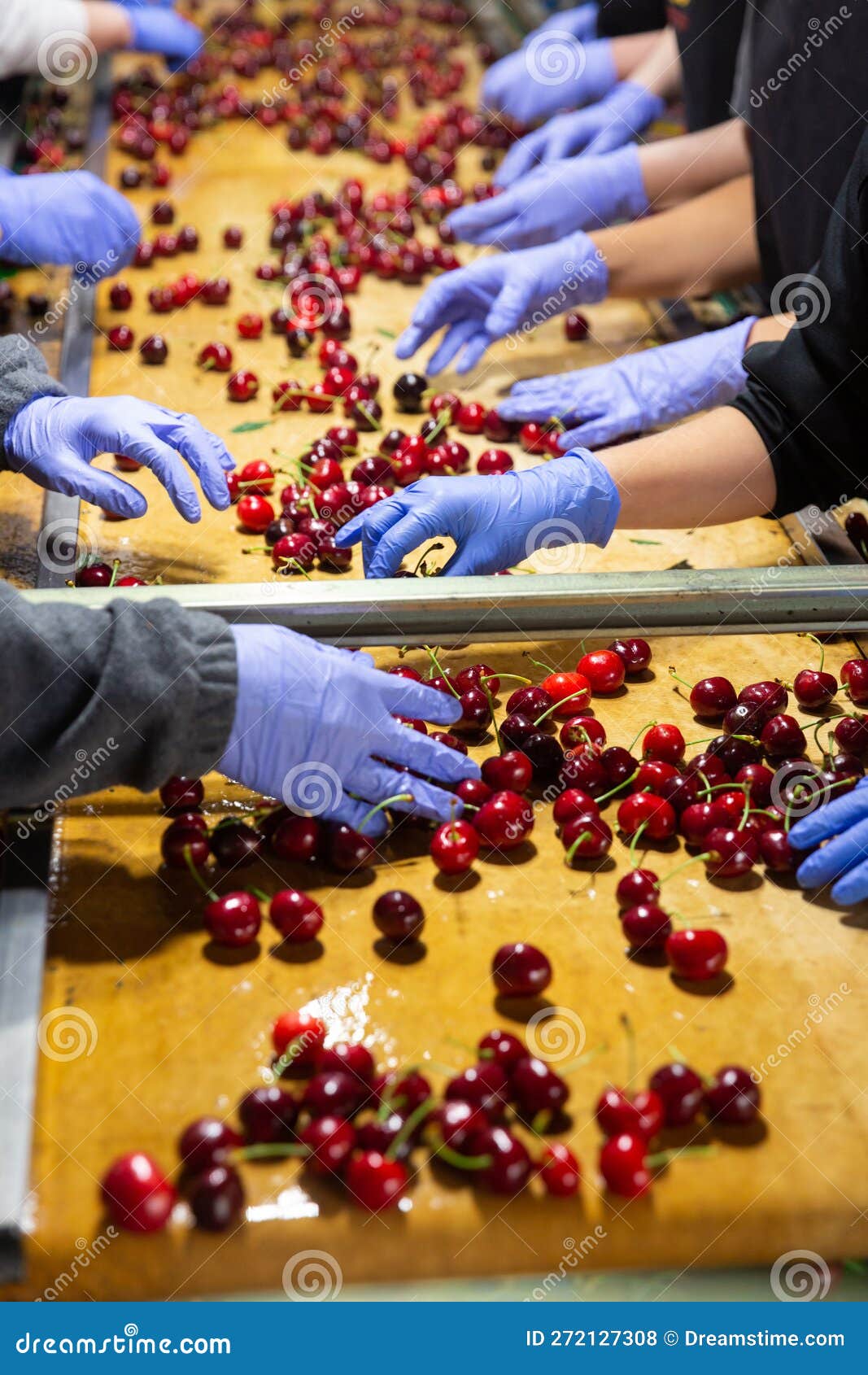 Manual Sorting of Cherries on Conveyor Belt Stock Photo - Image of ...