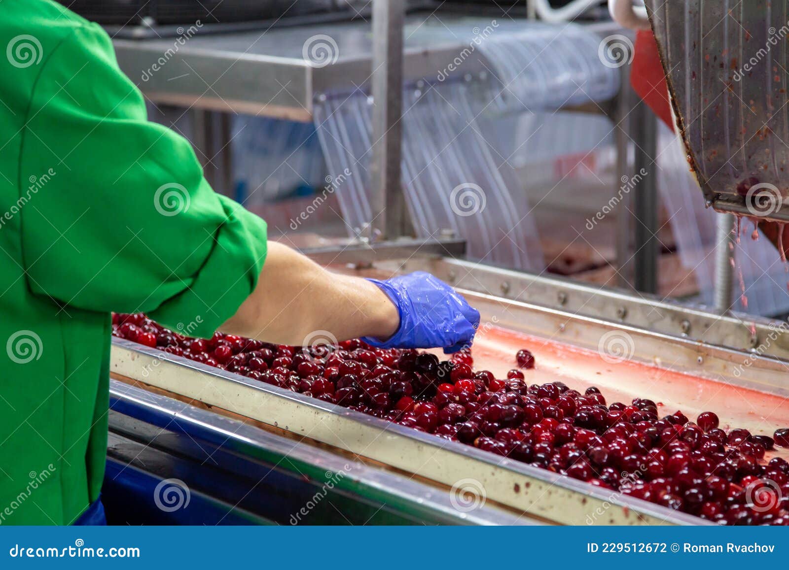 Manual Sorting Of Frozen Cherries On The Conveyor. Stock Photography ...