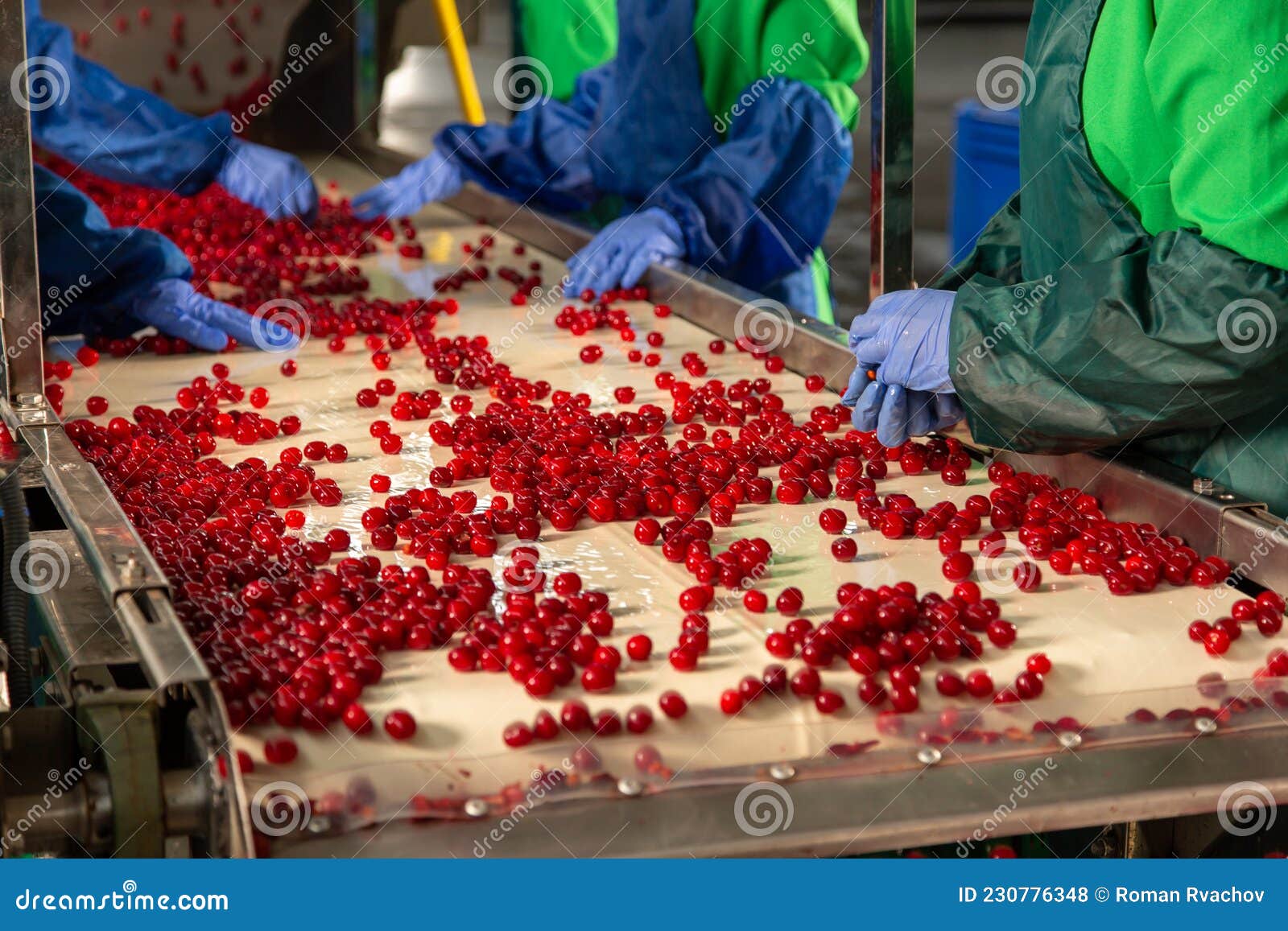 Manual Sorting of Fresh Cherries on the Conveyor. Stock Photo - Image ...