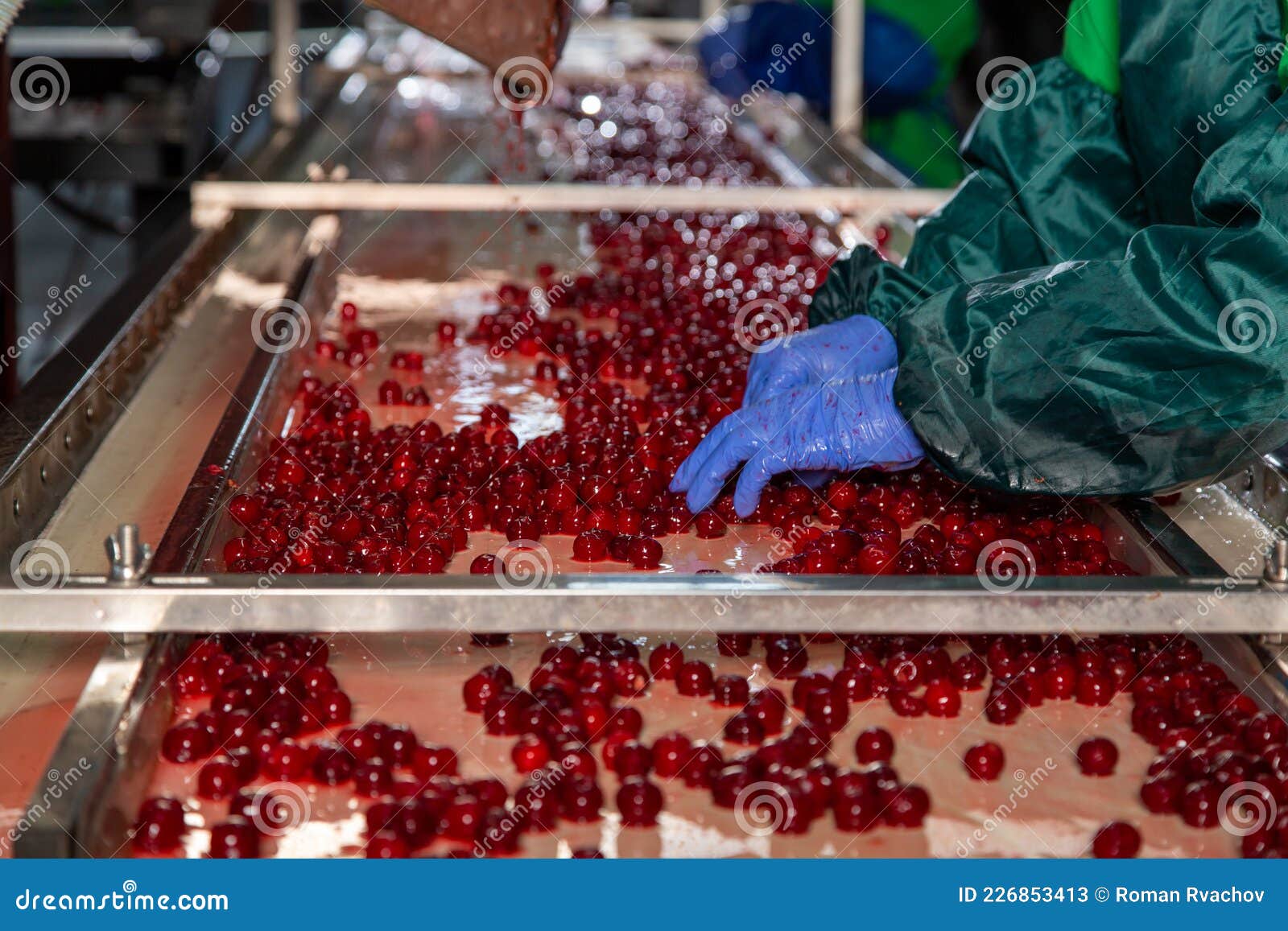 Manual Sorting Of Frozen Cherries On The Conveyor. Stock Photography ...