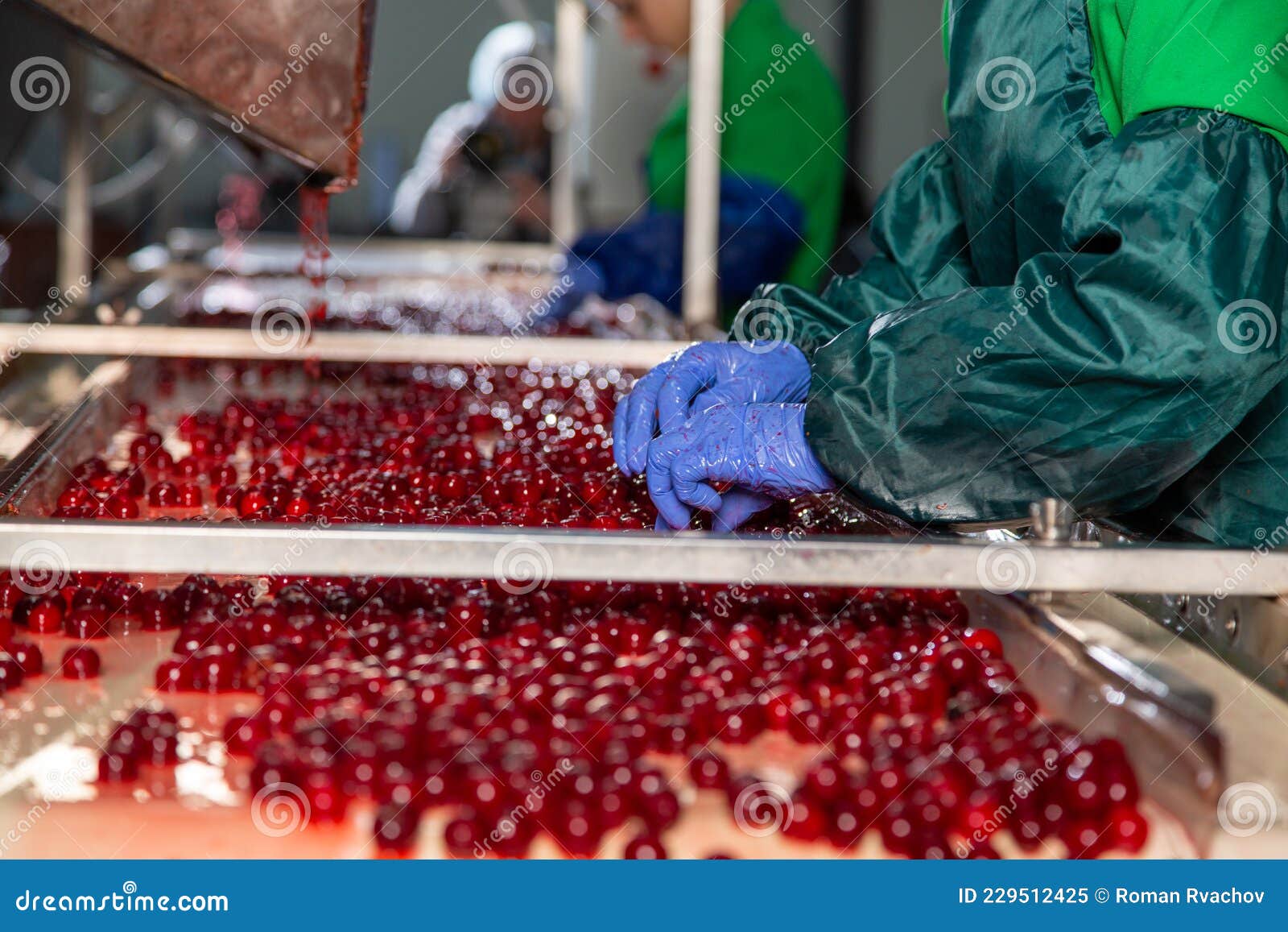 Manual Sorting Of Frozen Cherries On The Conveyor. Stock Photography ...