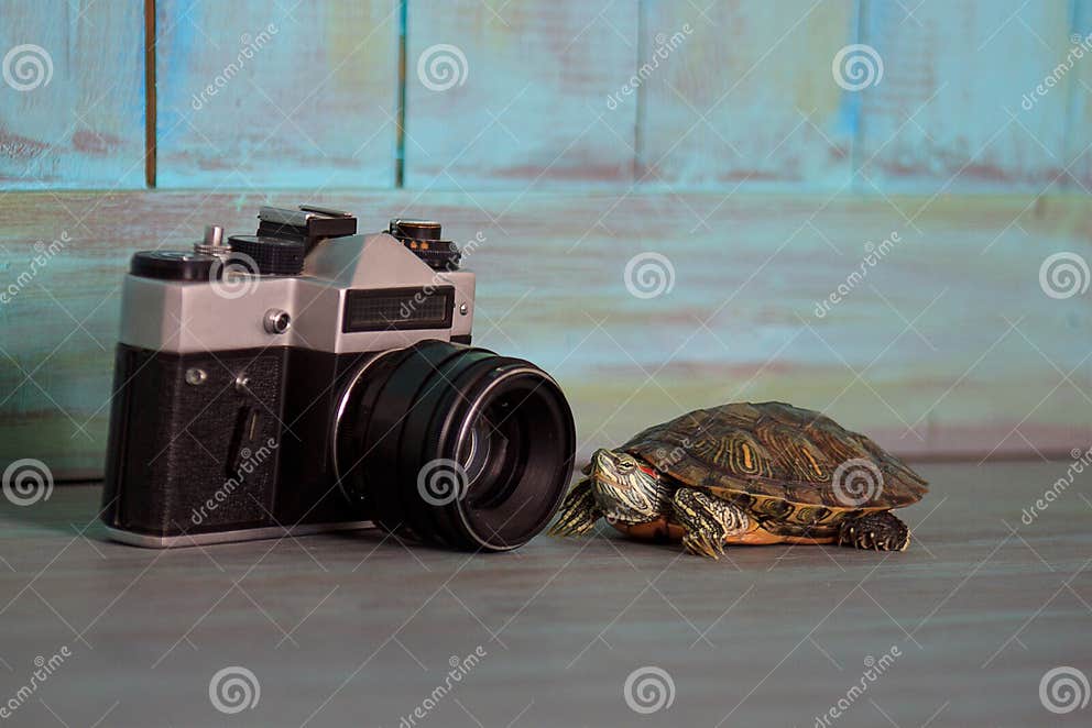 Manual Tortoise Posing in Front of the Camera. Stock Photo - Image of ...