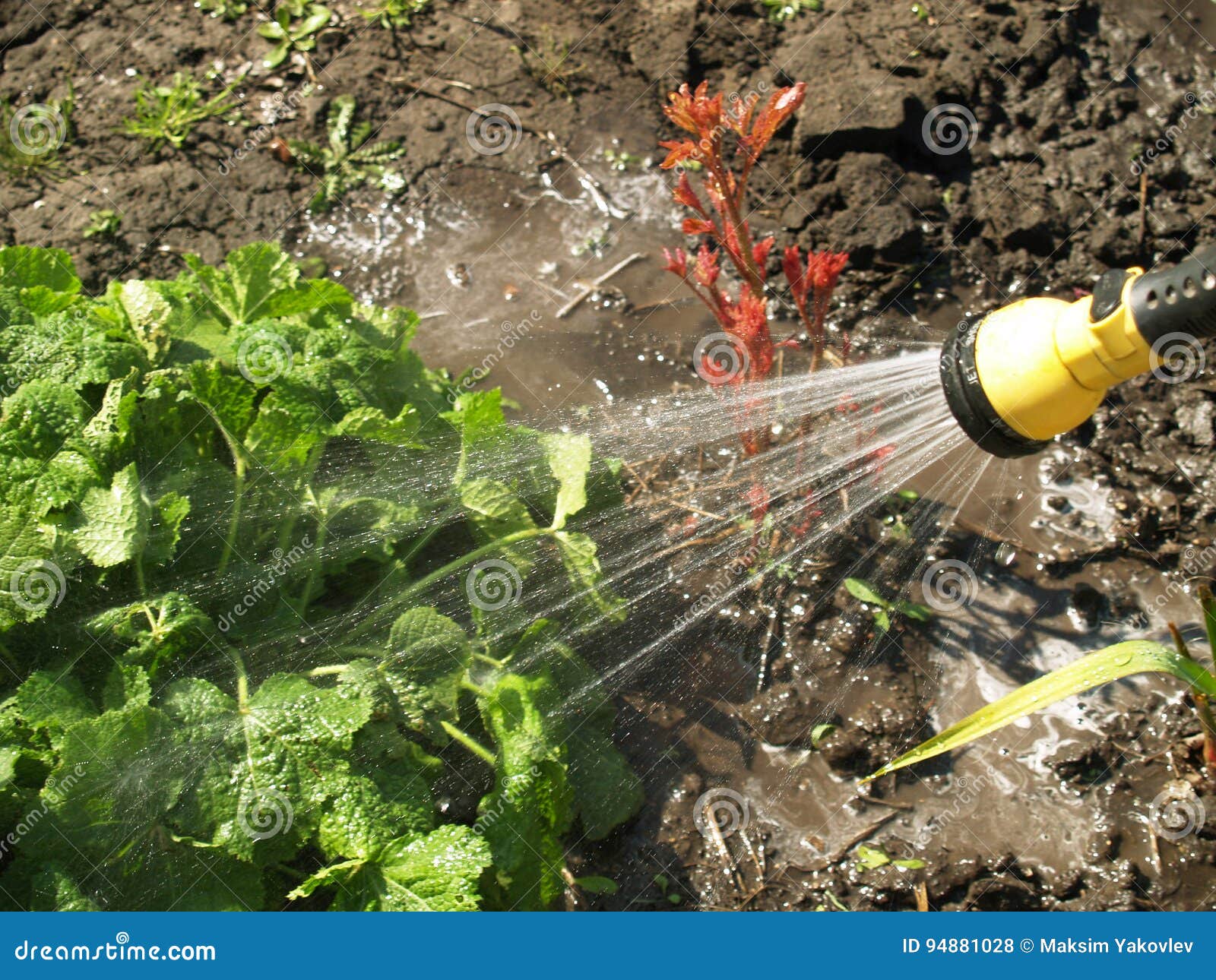 Manual watering stock photo. Image of stream, irrigation - 94881028