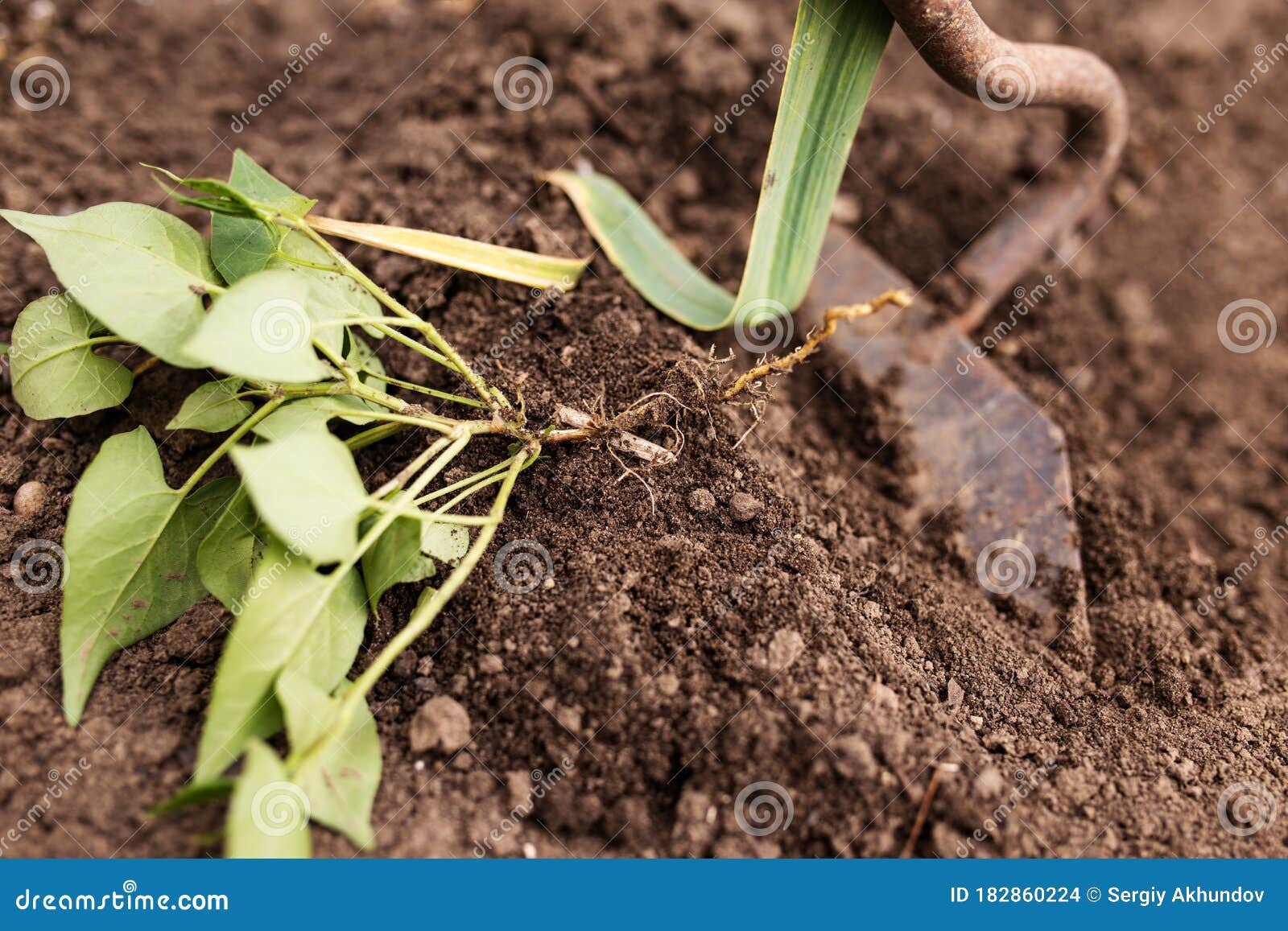 Manual weed control stock photo. Image of plant, bushes - 182860224