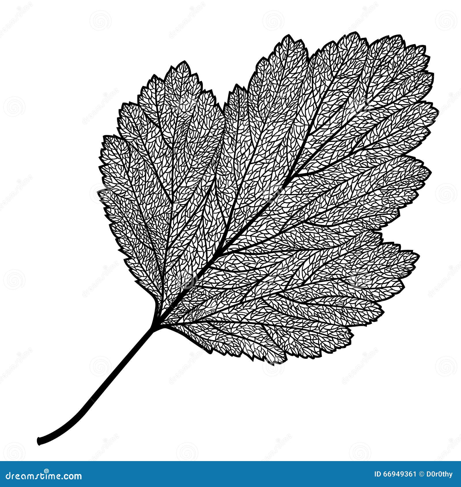 Manually Drawn Leaf Skeleton Stock Vector - Illustration of foliage ...