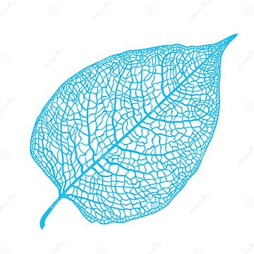 Manually Drawn Leaf Skeleton Stock Vector - Illustration of autumn ...