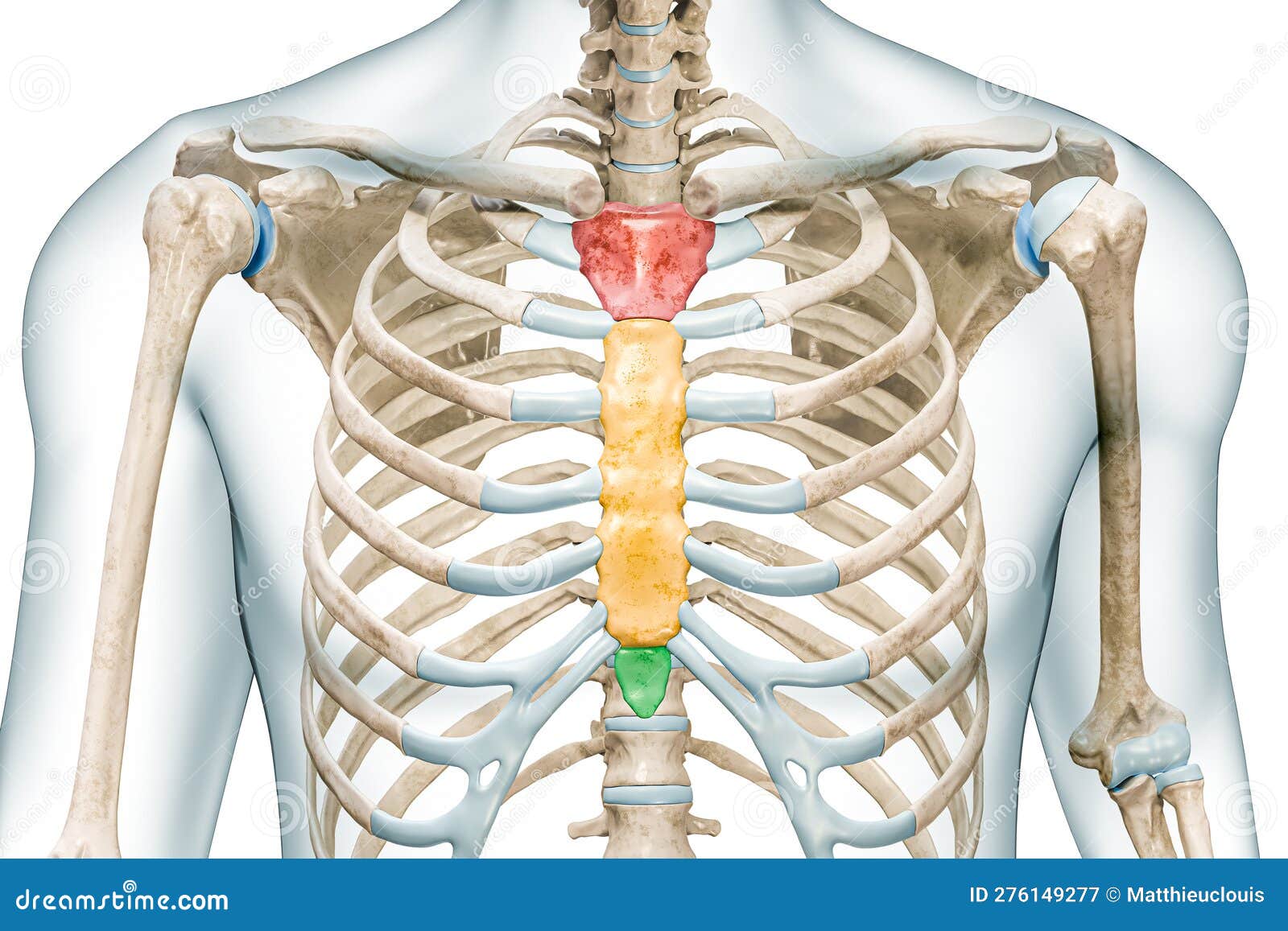 Xiphoid Sternum