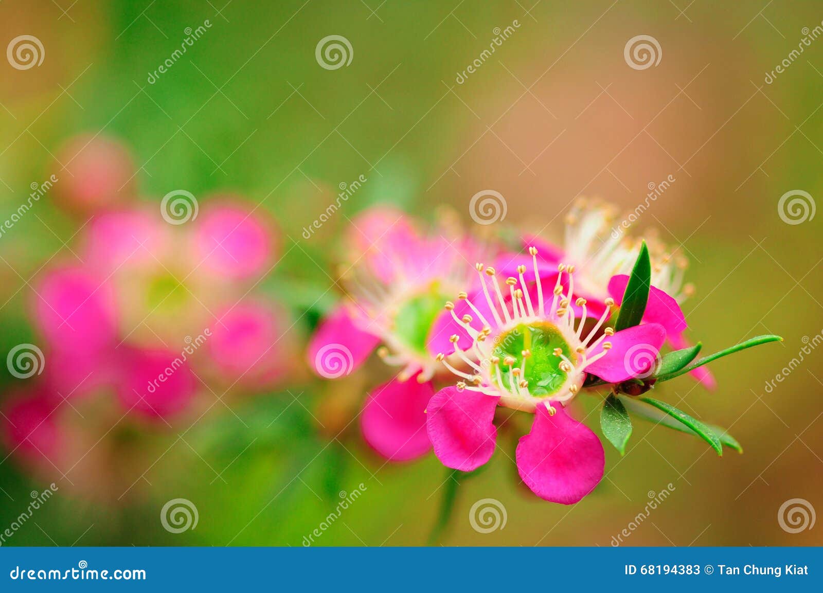 Manuka flower stock image. Image of plant, spring, flower - 68194383
