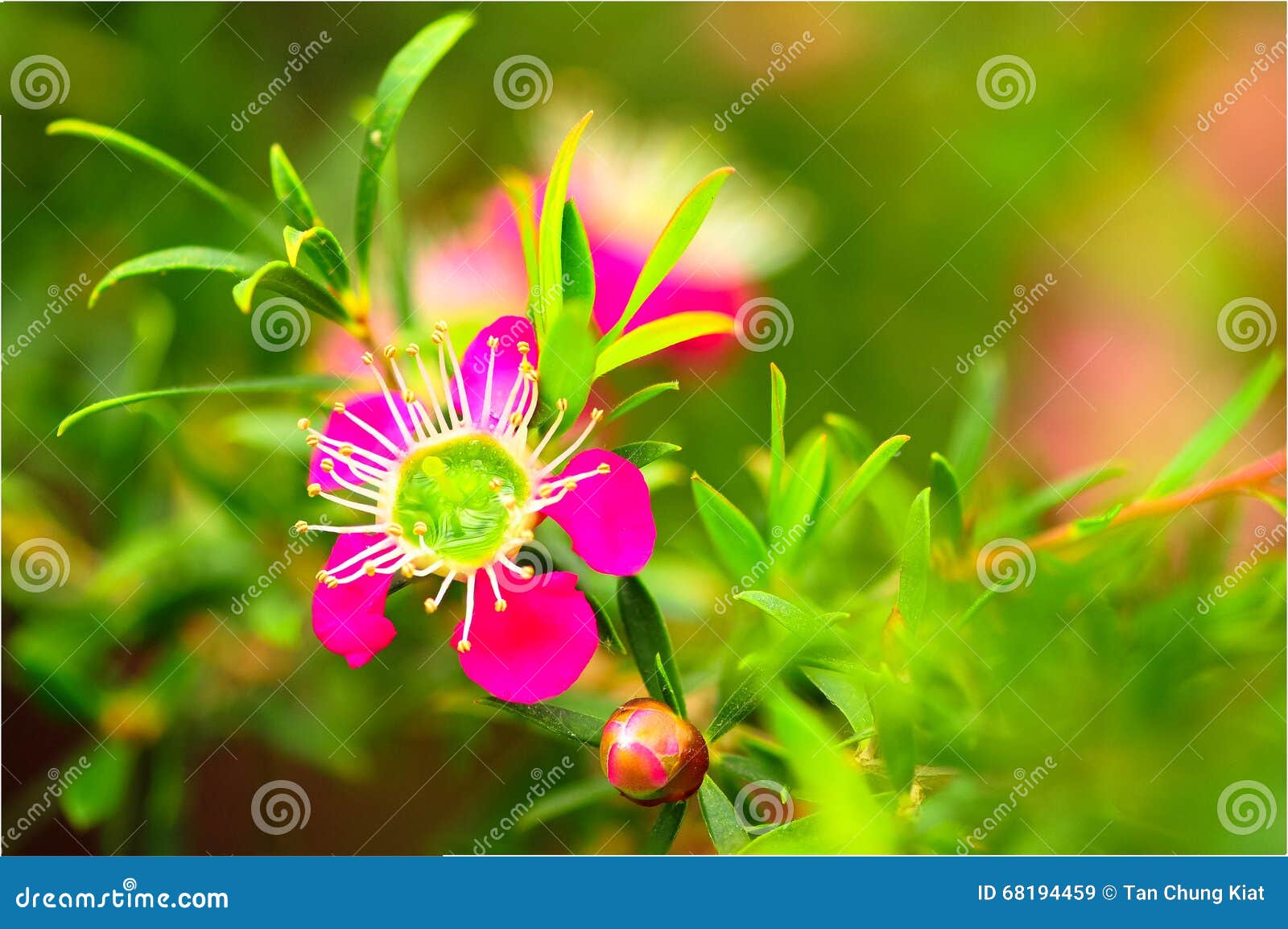 Manuka flower stock image. Image of blossom, bloom, spring - 68194459