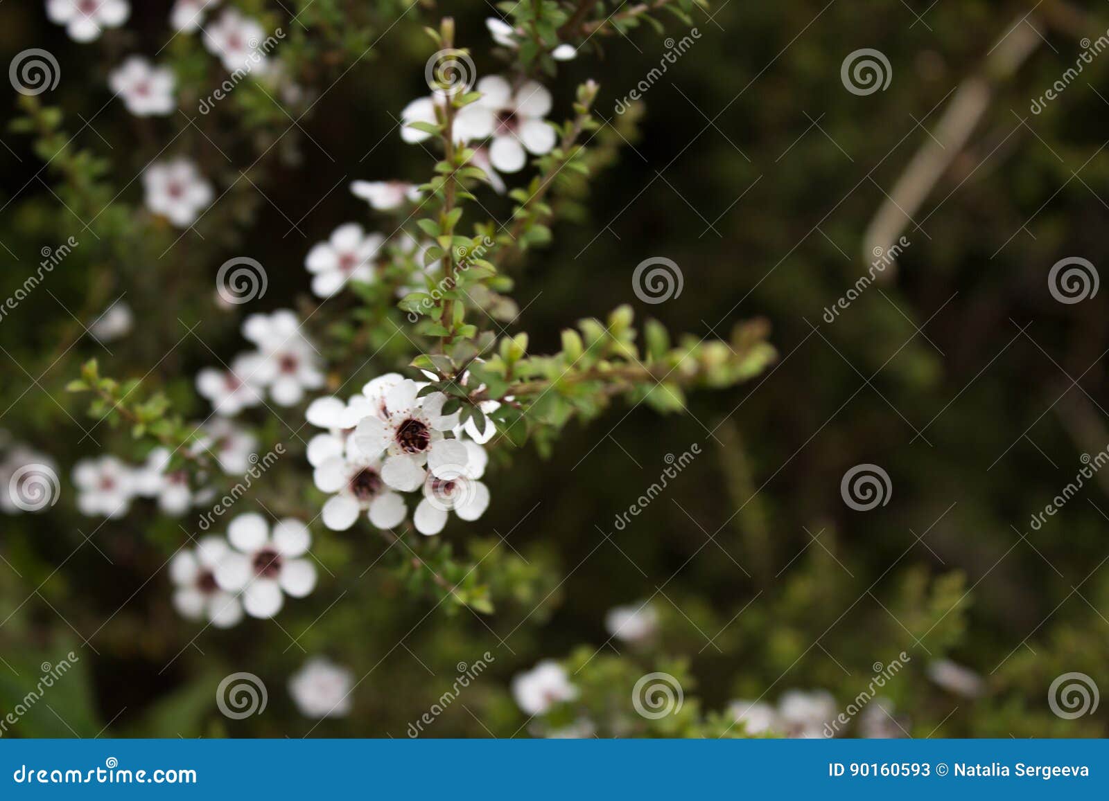Manuka Bush At Farewell Spit, Golden Bay, New Zealand Stock Photography ...