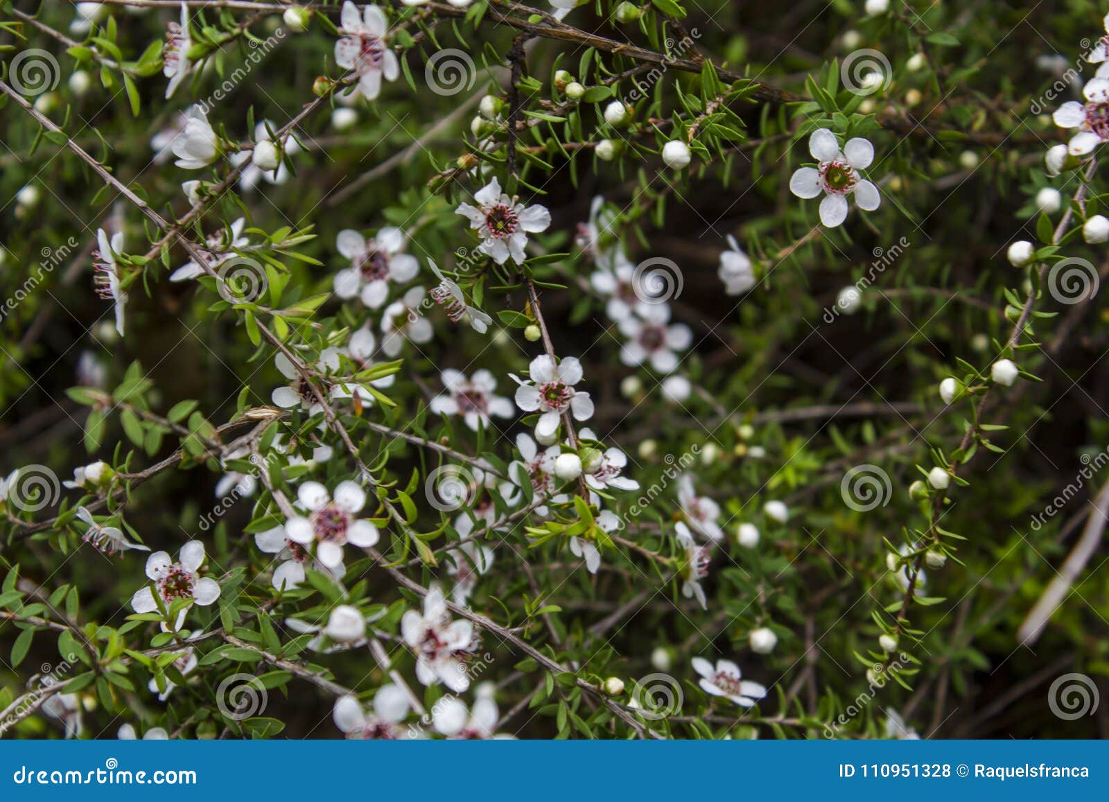 Manuka honey tree flower stock photo. Image of beautiful - 110951328