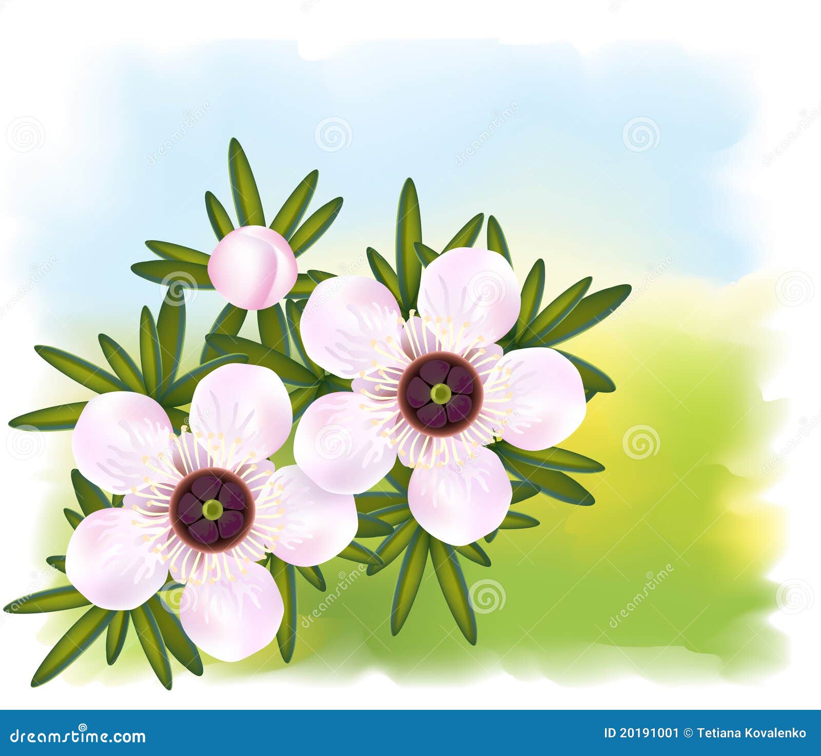 Manuka or Tea Tree or Just Leptospermum. Stock Vector - Illustration of ...